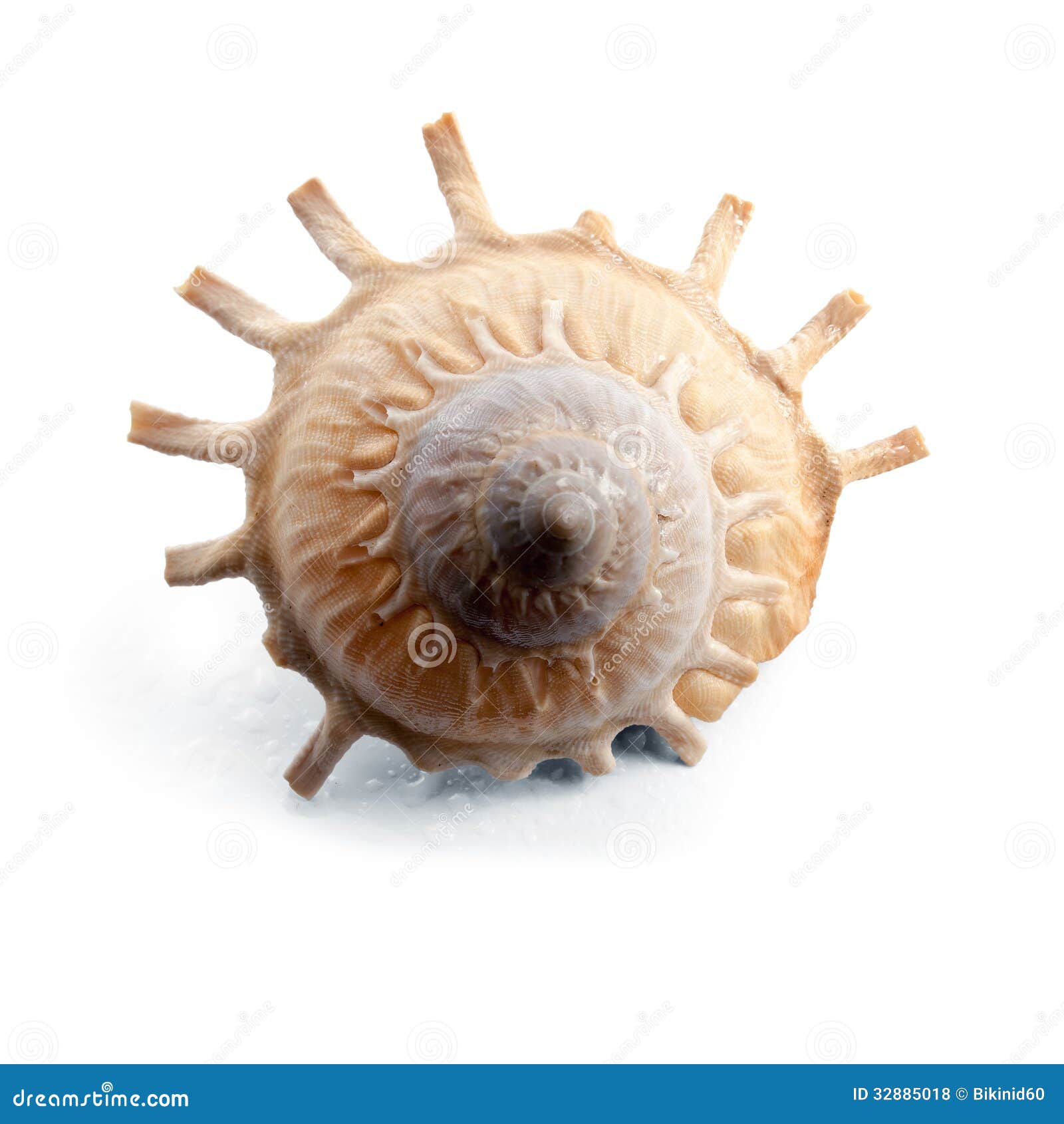 Sun-shaped seashell. stock photo. Image of isolated, spiked - 32885018