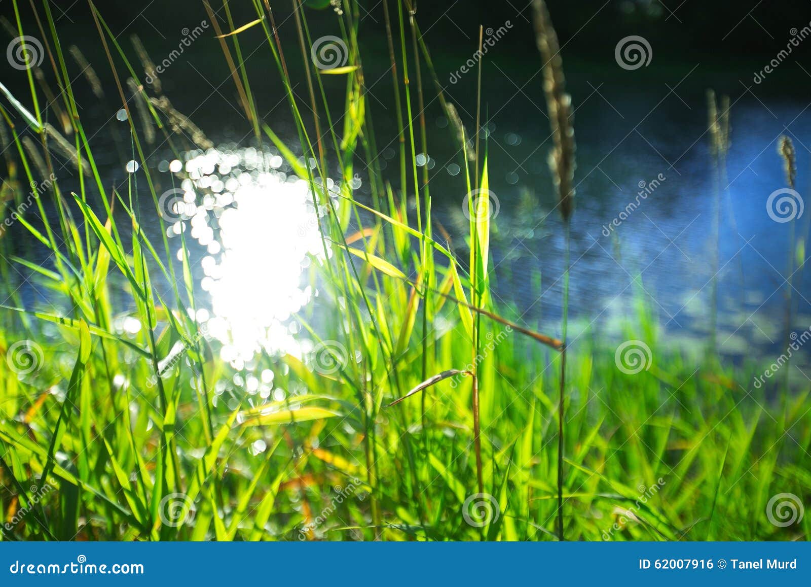 Sun Shimmering on the River Stock Photo - Image of scene, light: 62007916