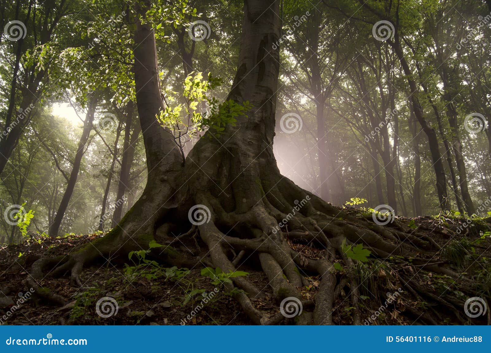 Sun Shine in a Forest with Tree with Big Roots Stock Photo - Image of ...