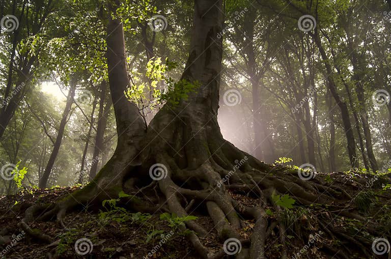 Sun Shine in a Forest with Tree with Big Roots Stock Photo - Image of ...