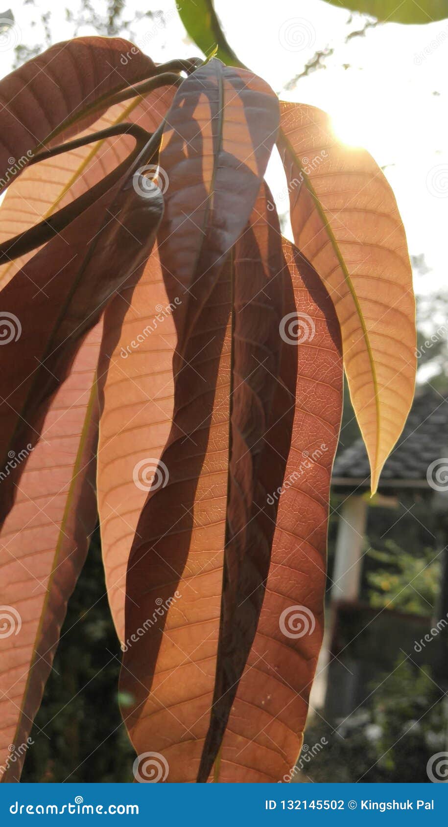 New Mango Tree Leaf stock photo. Image of grow, tree - 132145502