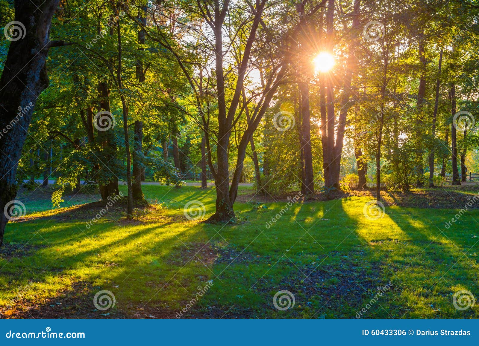 Sun shine through trees stock photo. Image of leaves - 60433306