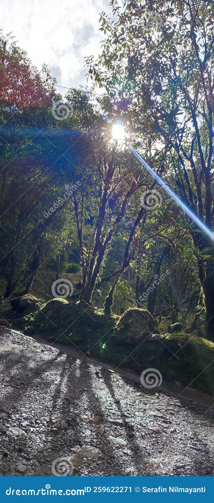 Sun Shine View in Tembapura Forest Stock Image - Image of forest, shine ...
