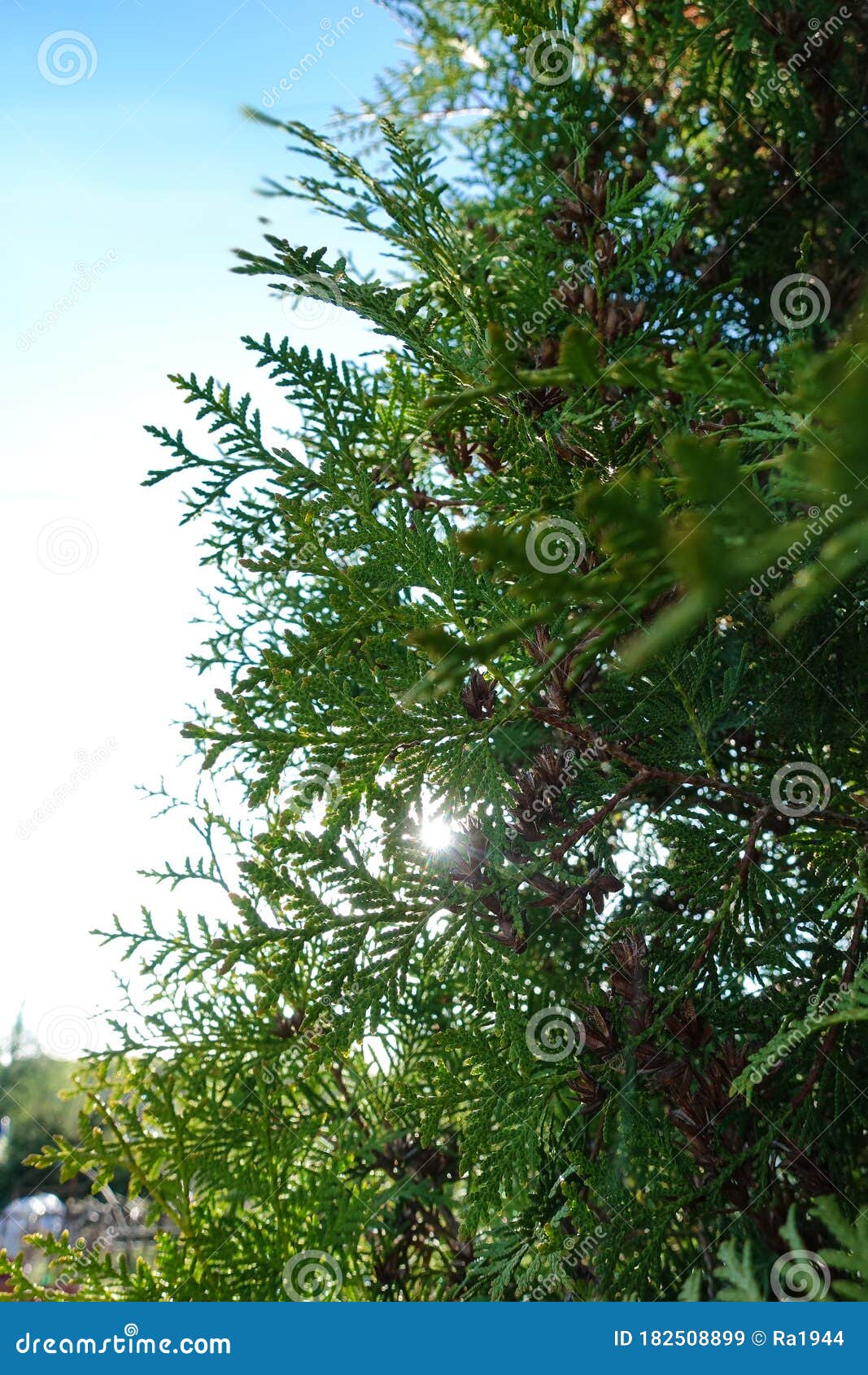 The Sun Shines through a Blossoming Fir Tree with Warm Light Stock ...