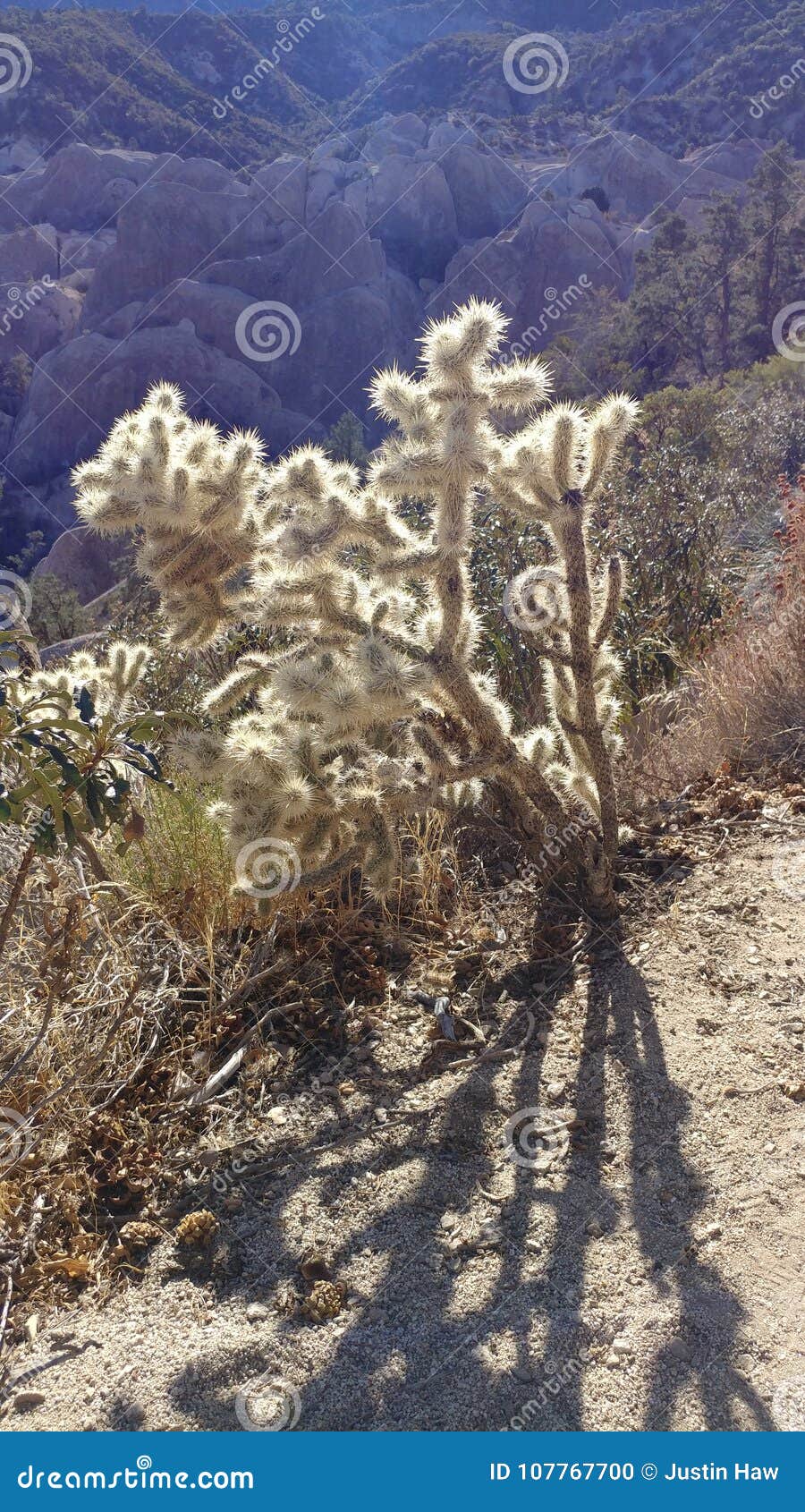 Jumping Cholla Cactus stock photo. Image of california - 107767700