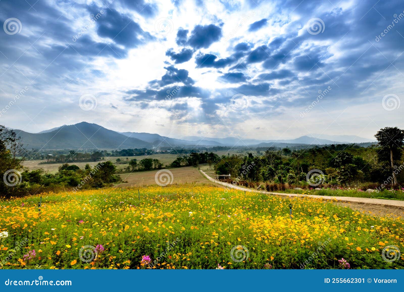 Sunshine over the valley stock image. Image of beautiful - 255662301
