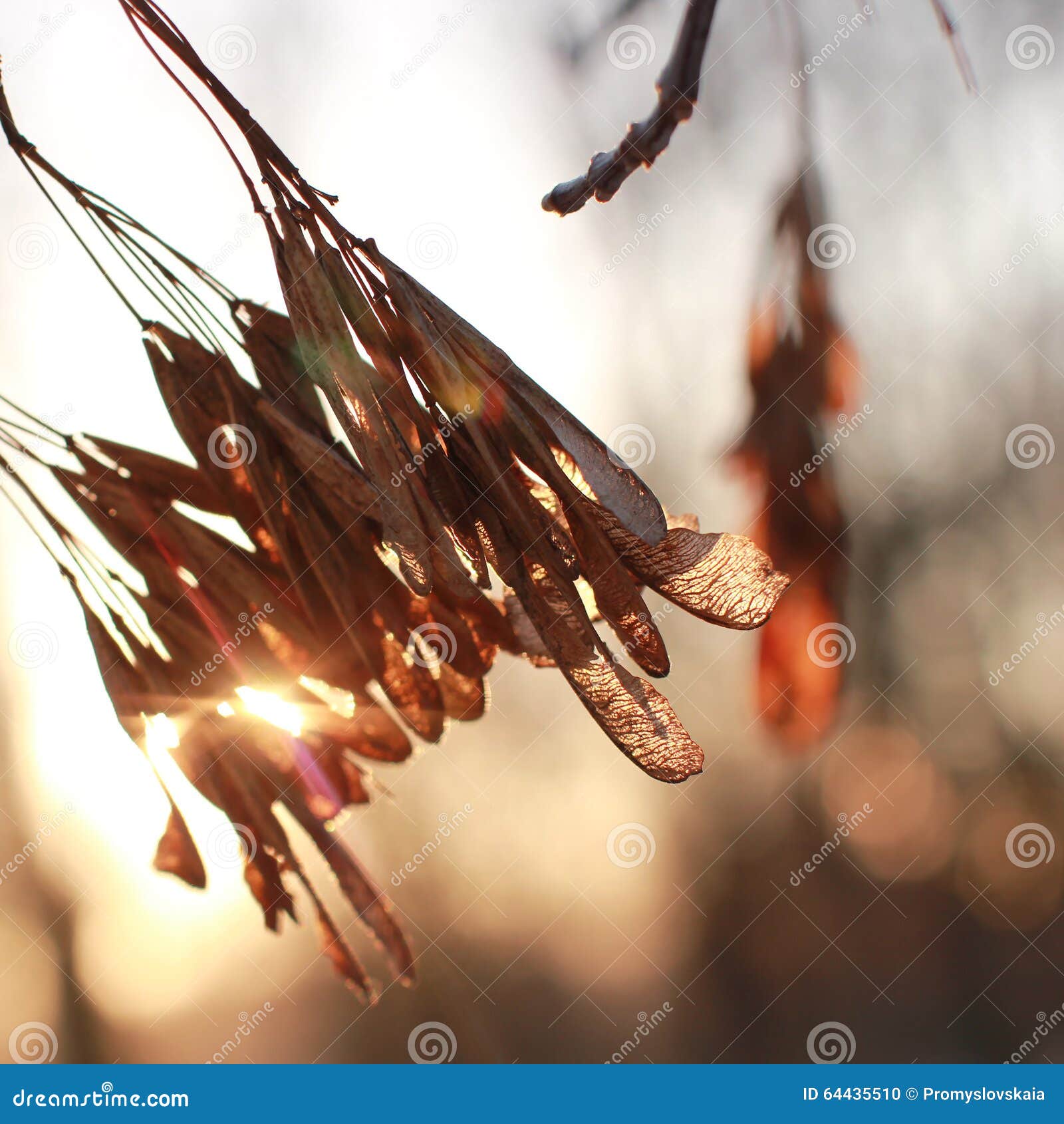 The Sun Shines through the Dry Leaves on the Tree. Stock Photo - Image ...