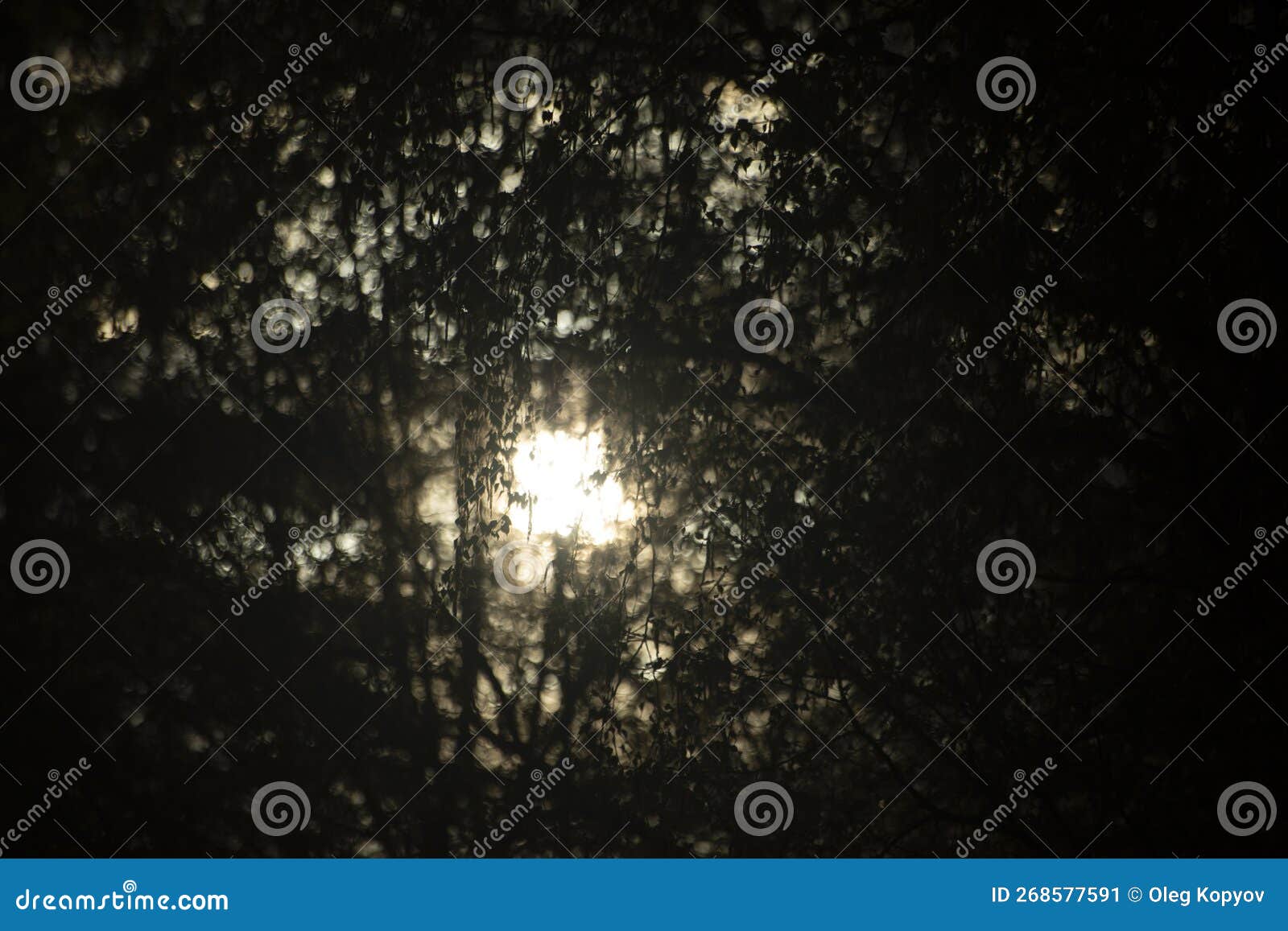 Sun Shines through Foliage. Natural Background Rays of Light Stock ...