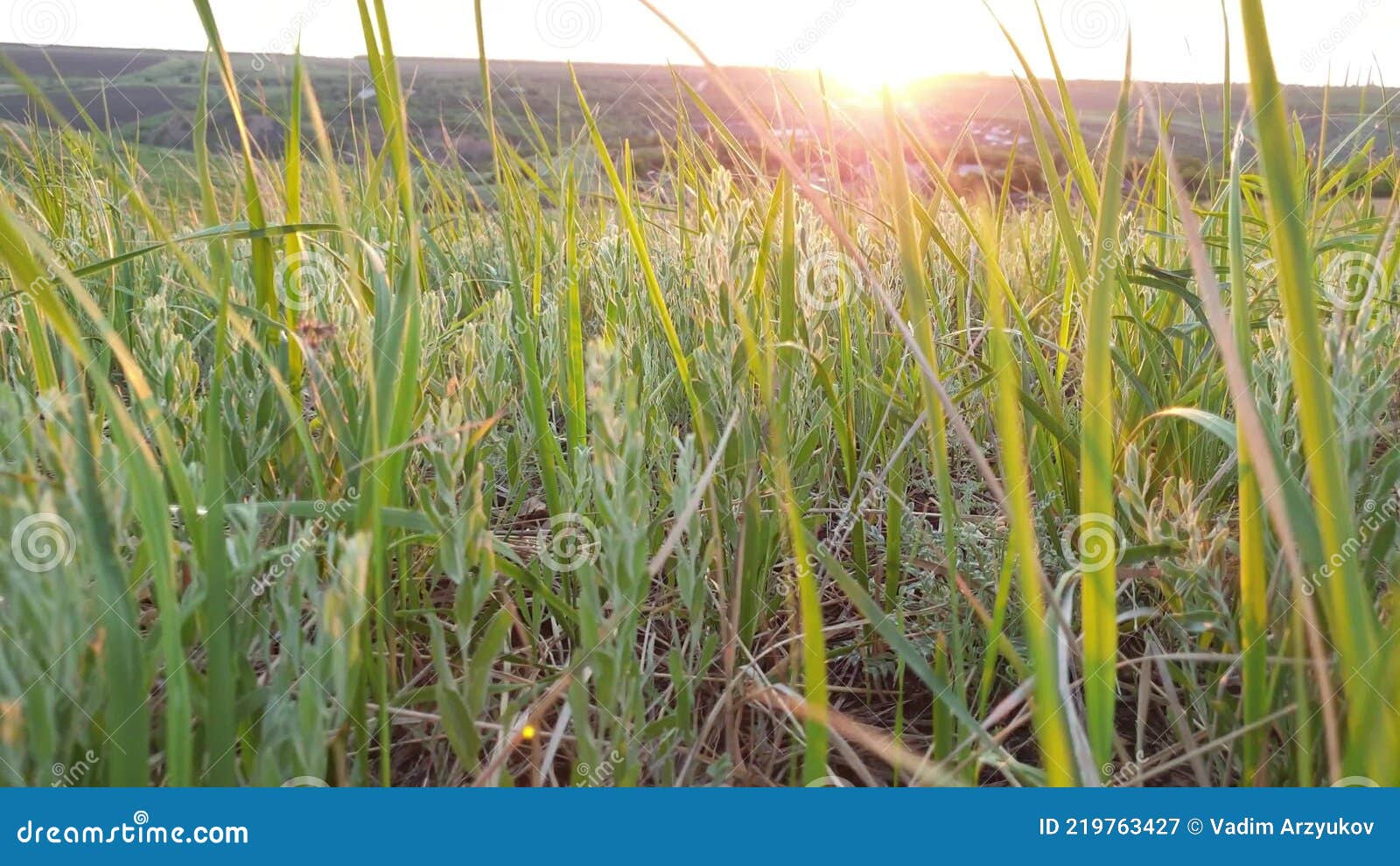 The Sun Shines through the Grass in the Field at Sunset Stock Video ...
