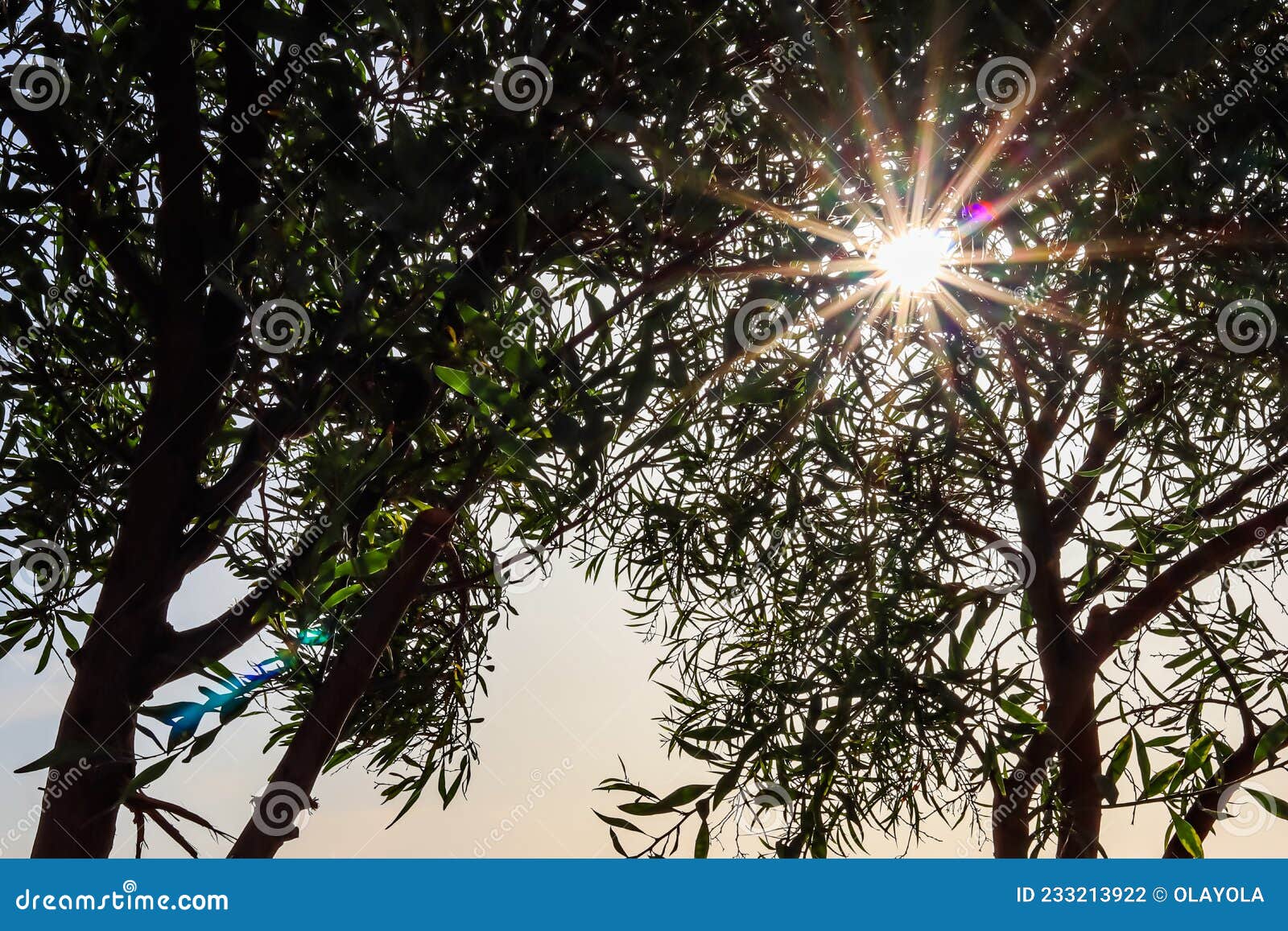 Sun Shines through Green Foliage on Tree Branches in Summer. Nature and ...