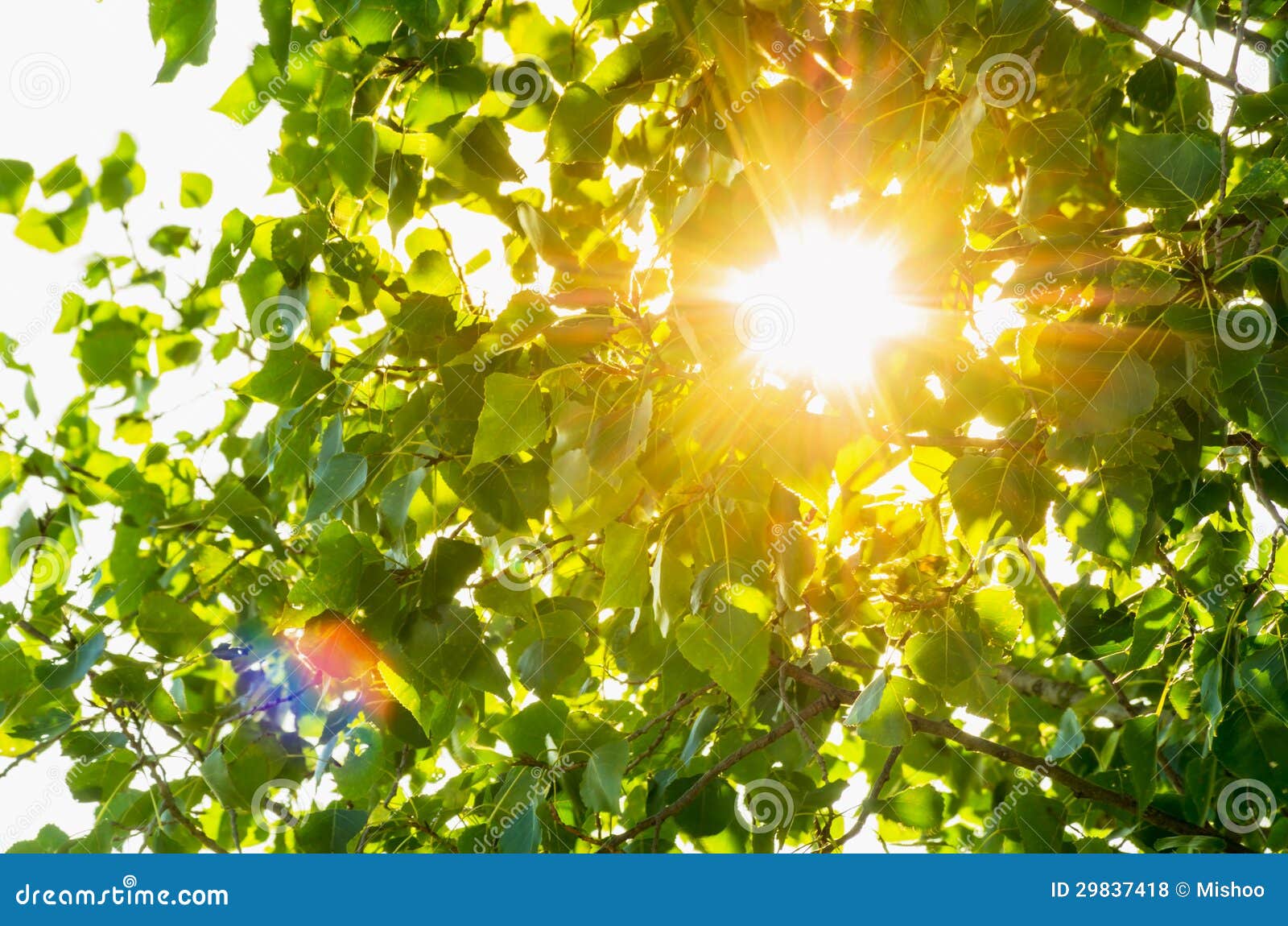 Sun through leaves stock photo. Image of bright, foliage - 29837418