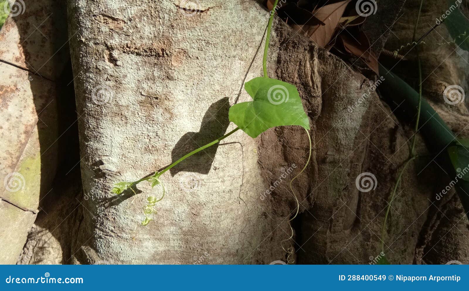 The Sun Shines through the Ivy Stock Image - Image of grow, small ...