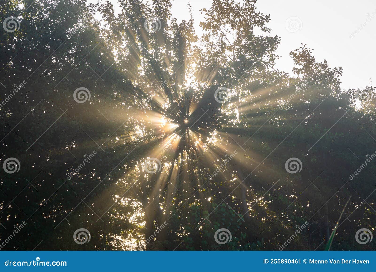 Radiant Sunbeams from the Foliage of a Tree Stock Image - Image of ...