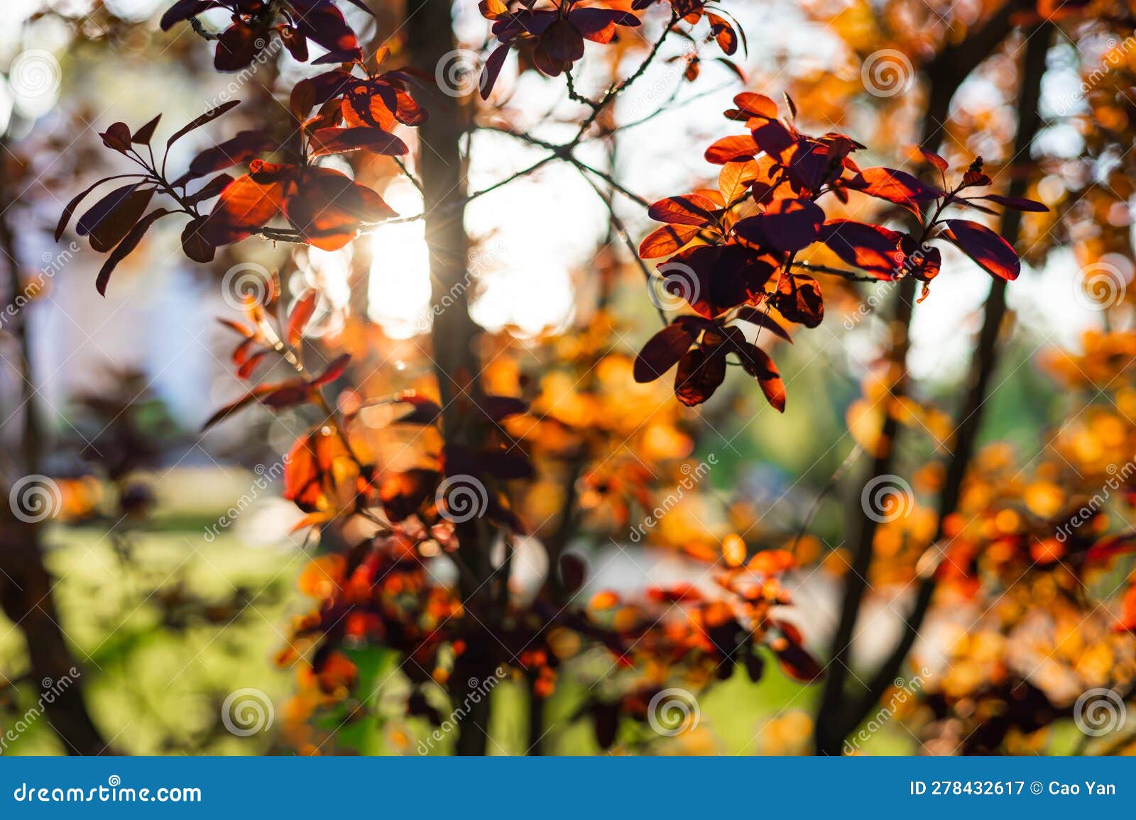 The Sun Shines through the Leaves of the Tree. Red Leaf Macro in Spring ...
