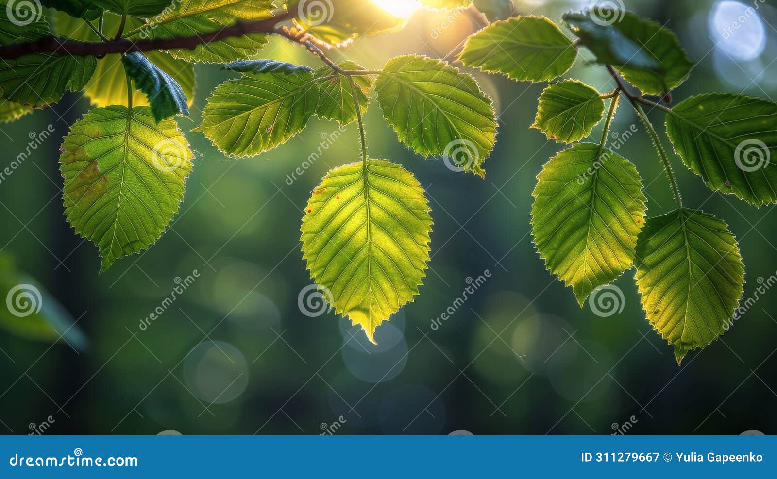 Sun Shines through Leaves of Tree Stock Image - Image of forest, shadow ...