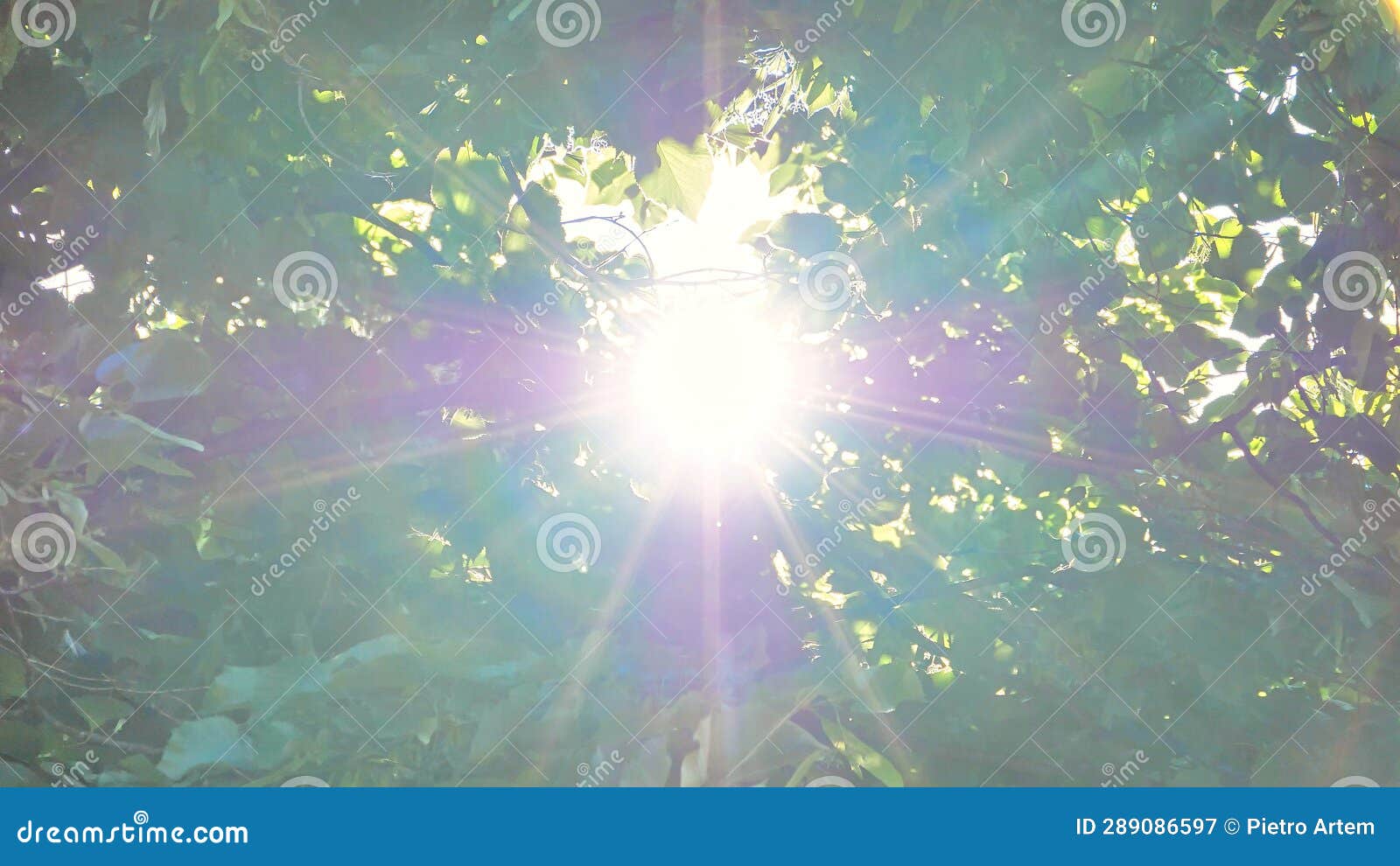 The Sun Shines through the Leaves of the Trees Stock Image - Image of ...