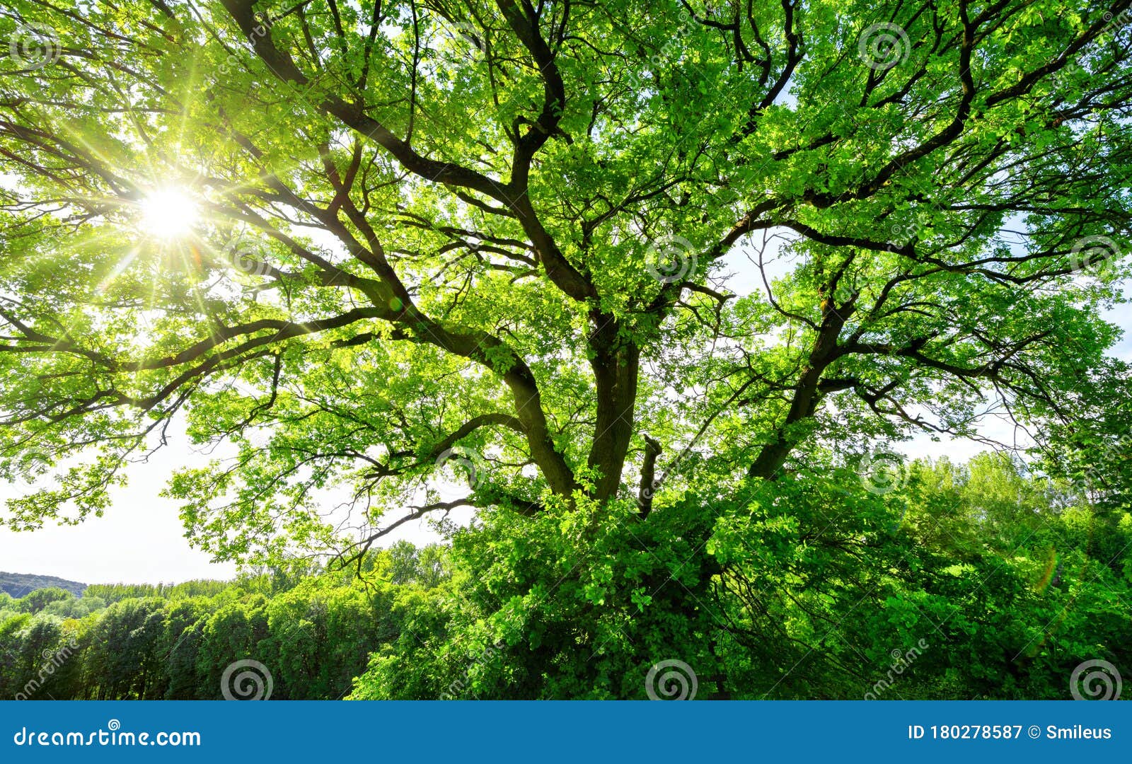 The Sun Shines through a Majestic Green Tree Stock Image - Image of ...
