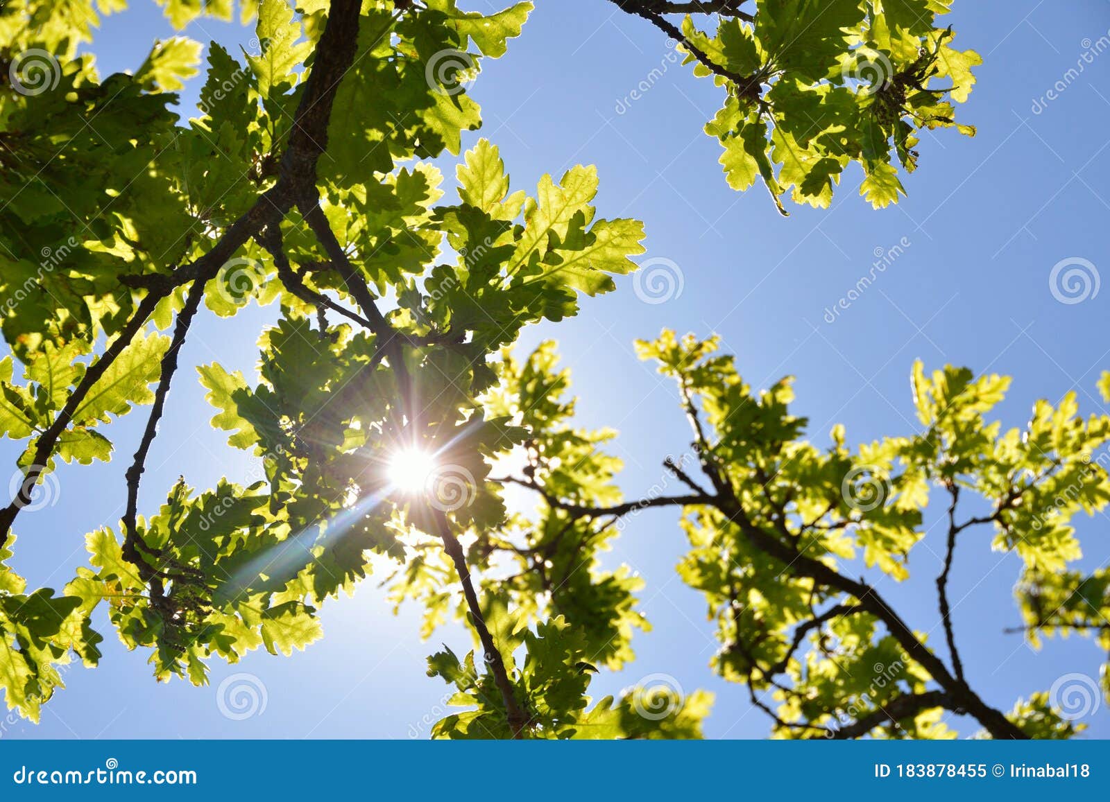 The Sun Shines through the Oak Leaves Stock Image - Image of summer ...