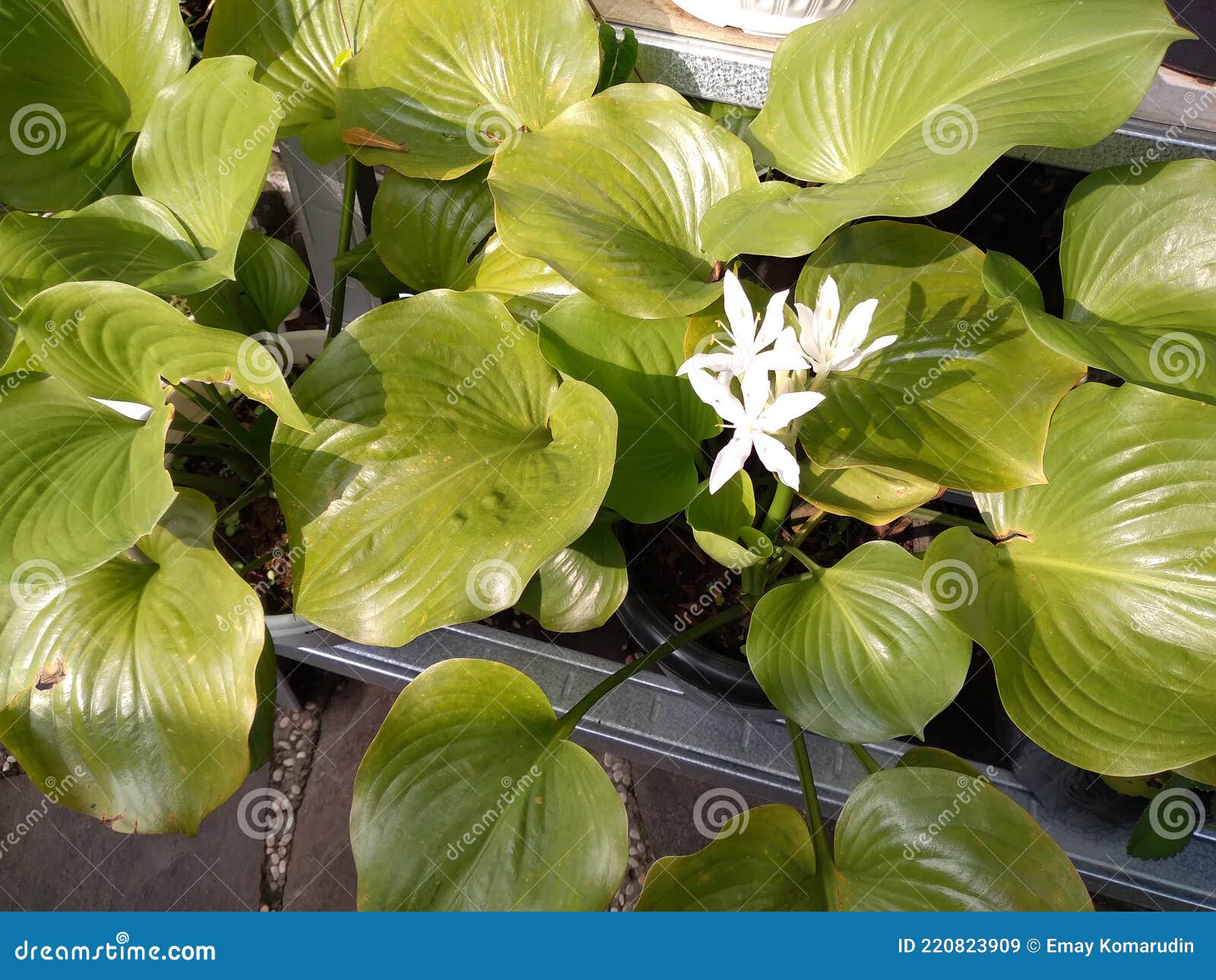 The Sun Shines Over the Proiphys Plants Stock Image - Image of green ...