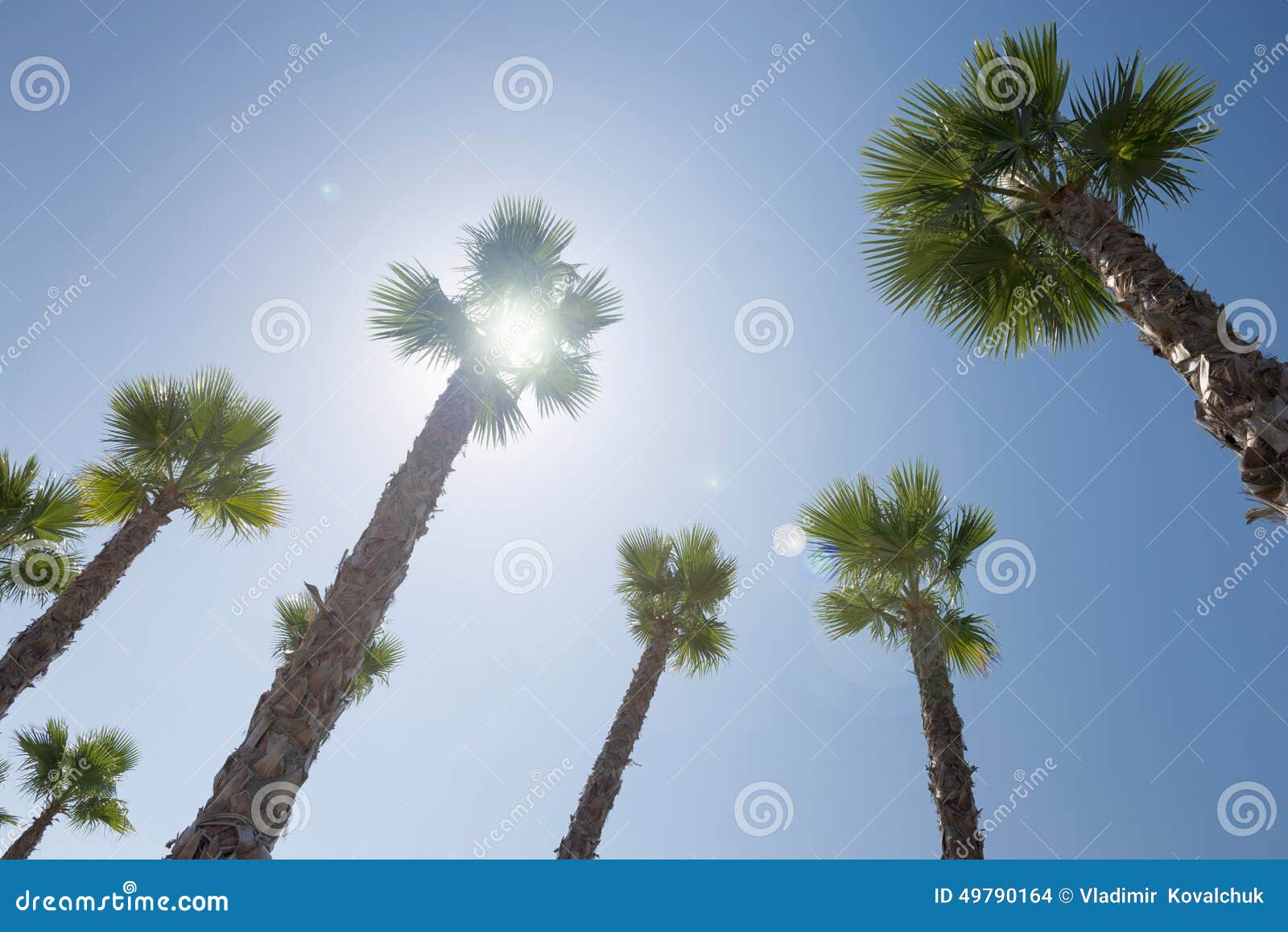 Sun Shines through the Palm Trees Stock Photo - Image of trees ...