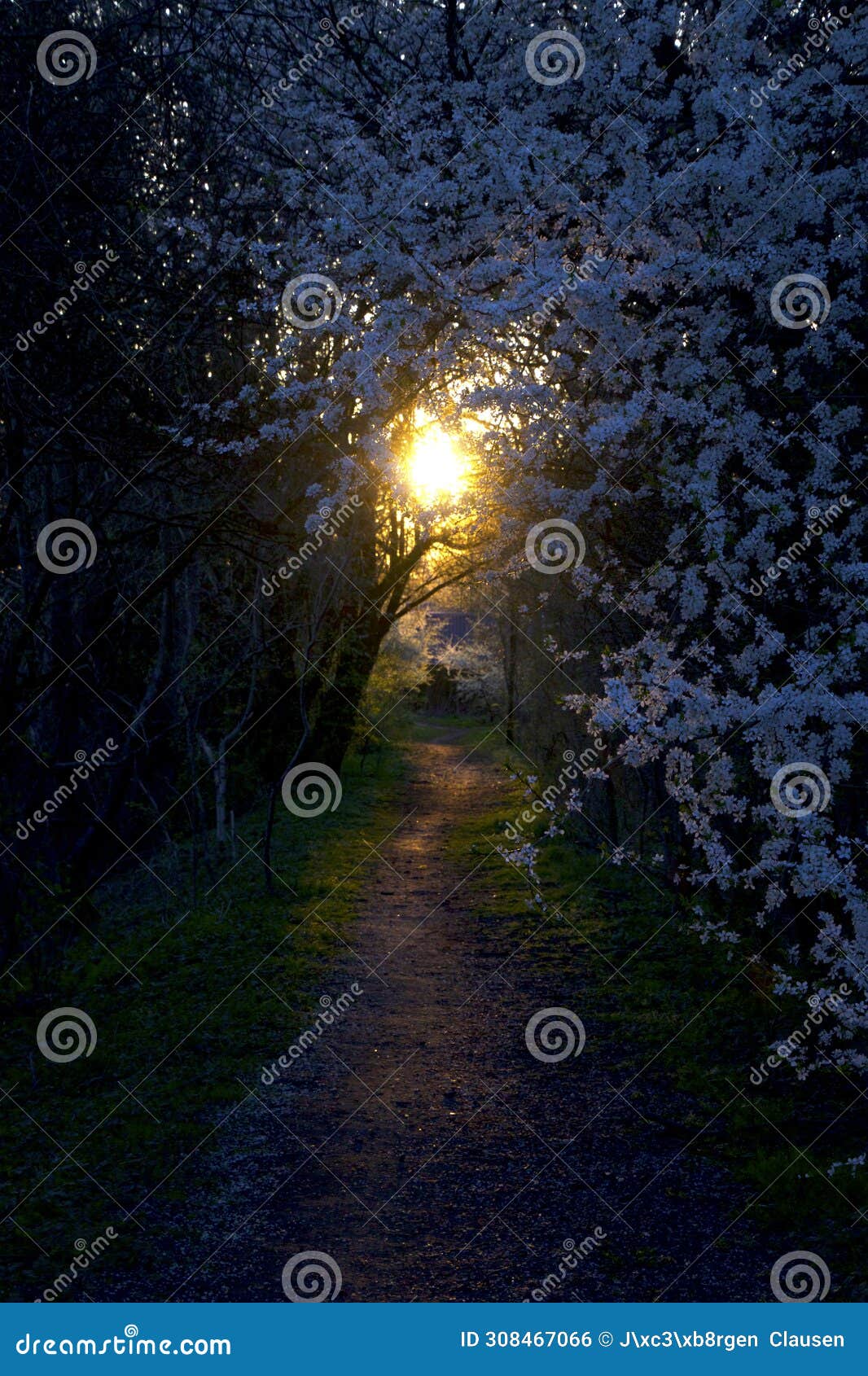 The Sun Shines on the Path at the End of the Path Stock Photo - Image ...