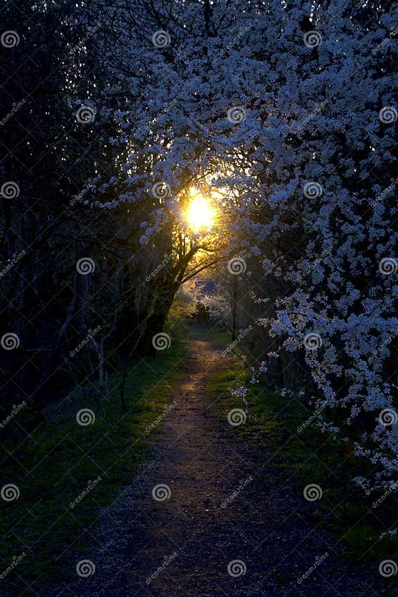 The Sun Shines on the Path at the End of the Path Stock Photo - Image ...