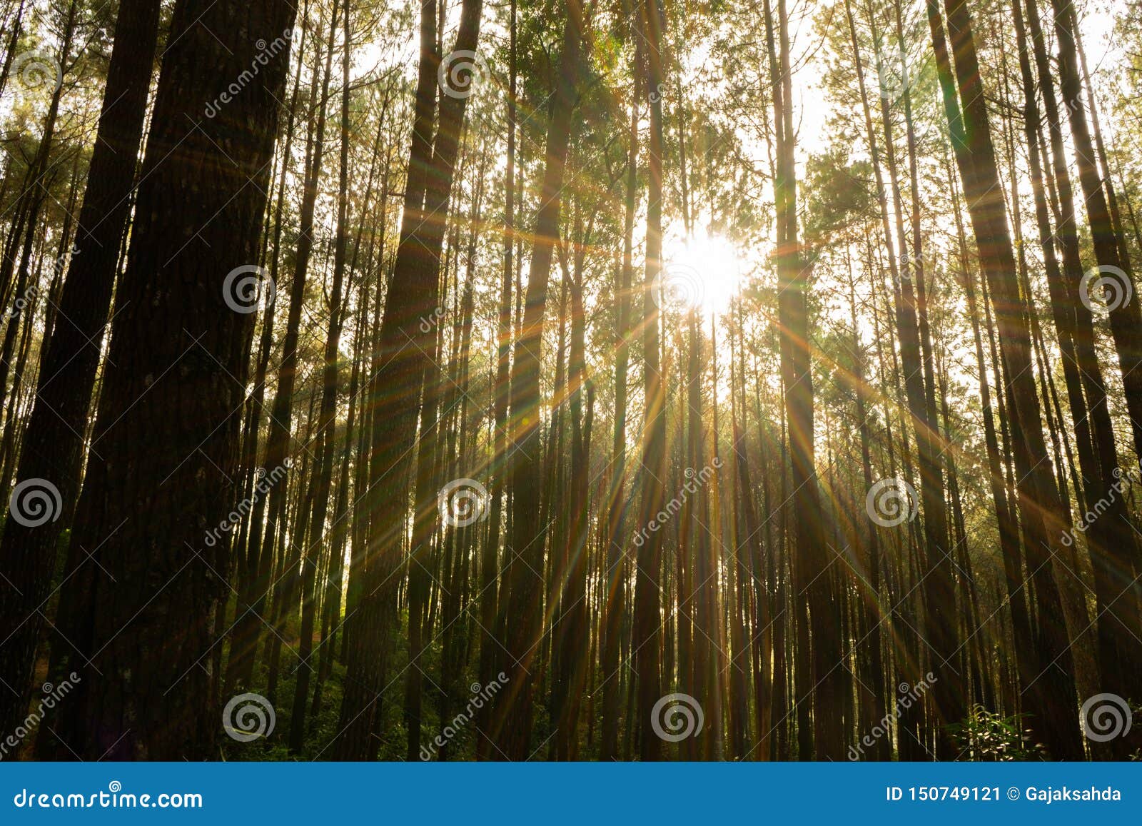 The Sun Shines between Pine Trees in the Morning during Spring Stock ...