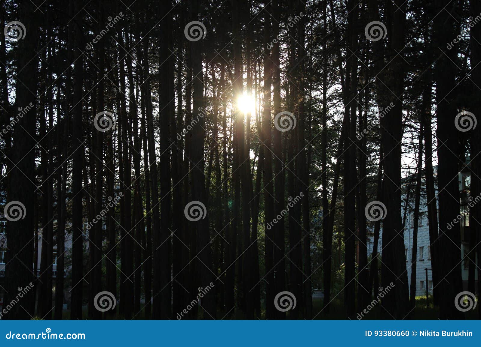 Sun Shines through the Pines Stock Photo - Image of rays, trees: 93380660