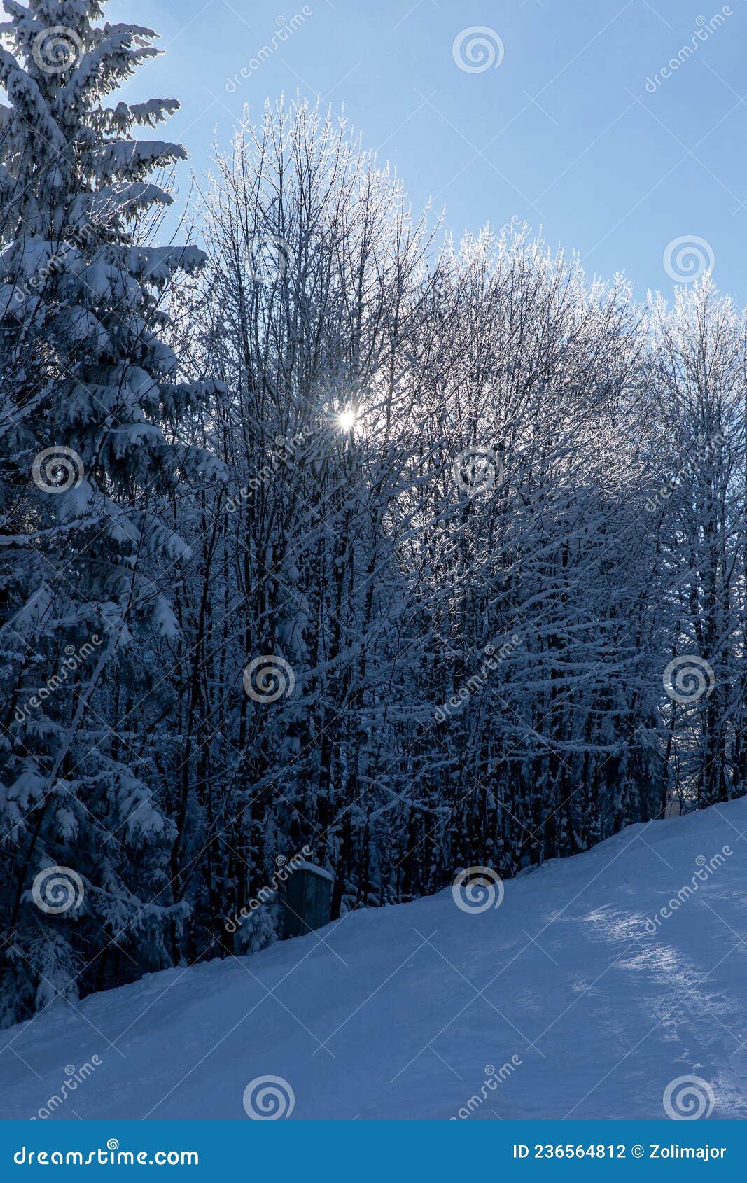 Sun Shines through Snow Covered Tree Branches Stock Photo - Image of ...
