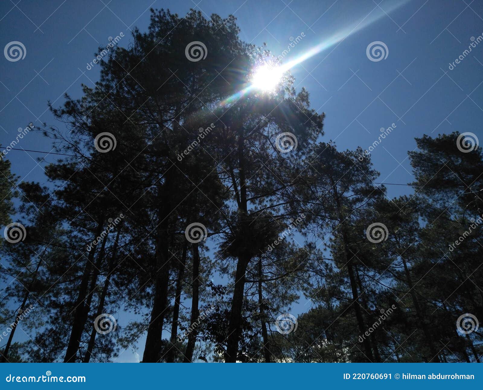 The Sun Shines through the Tall Pine Trees Stock Image - Image of ...
