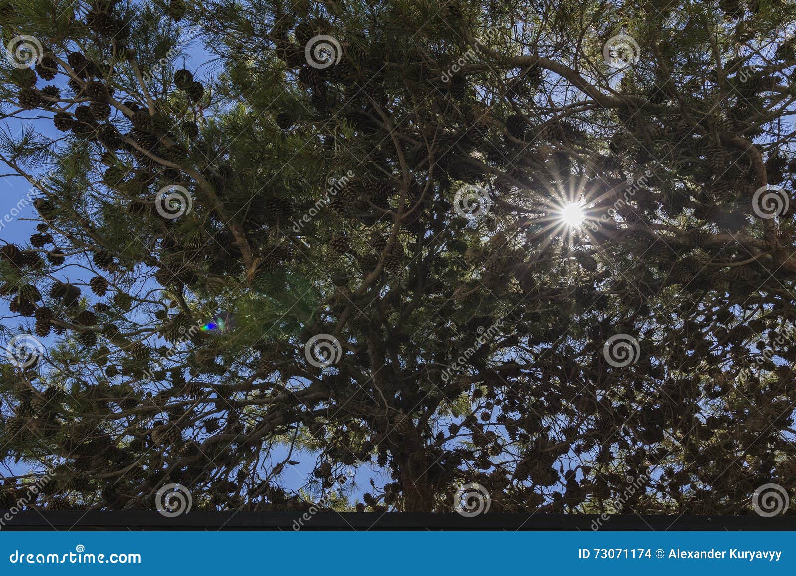 The sun stock photo. Image of growing, nature, walk, tree - 73071174