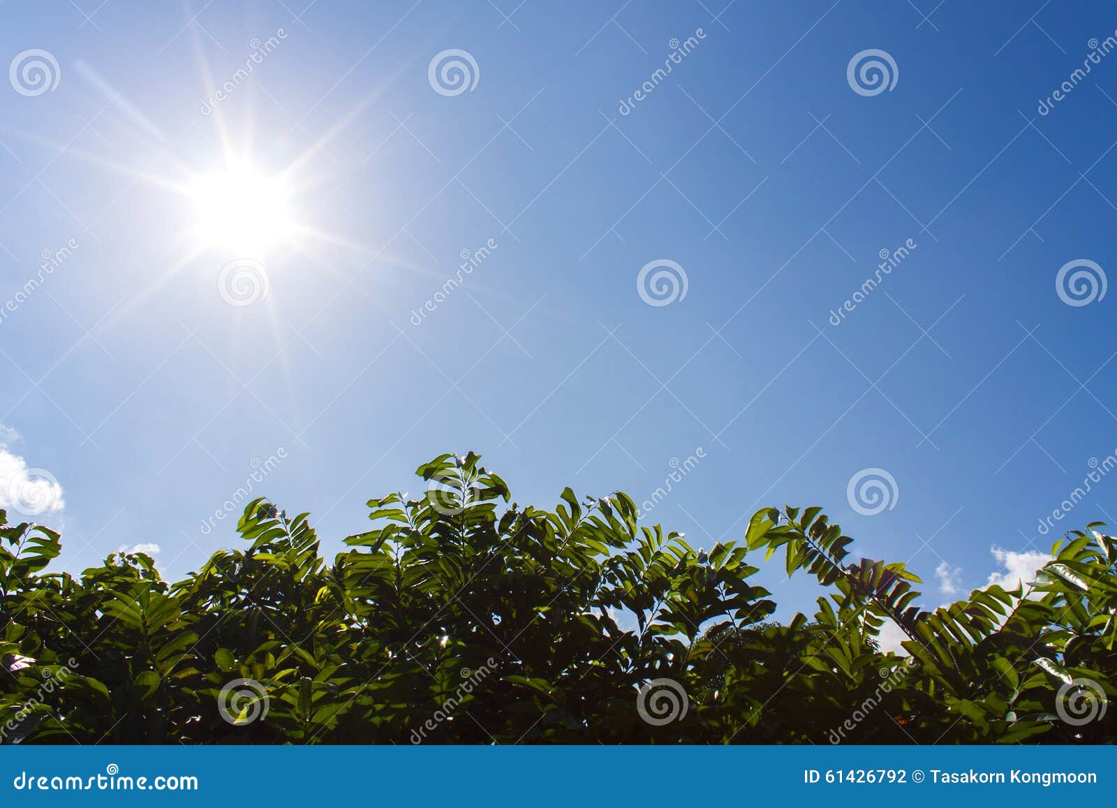 Sun Shines with Tree and Blue Sky Stock Photo - Image of brown, dark ...