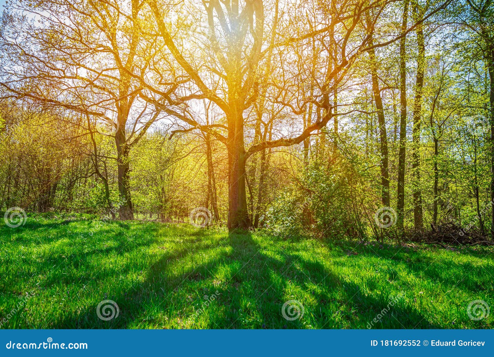 The Sun Shines through a Tree Branch and Throws a Shadow on a Green ...