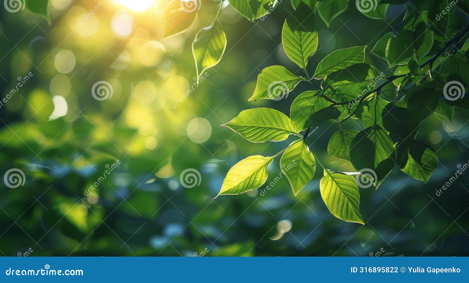 Sun Shines through Tree Leaves Stock Photo - Image of outdoor, rays ...