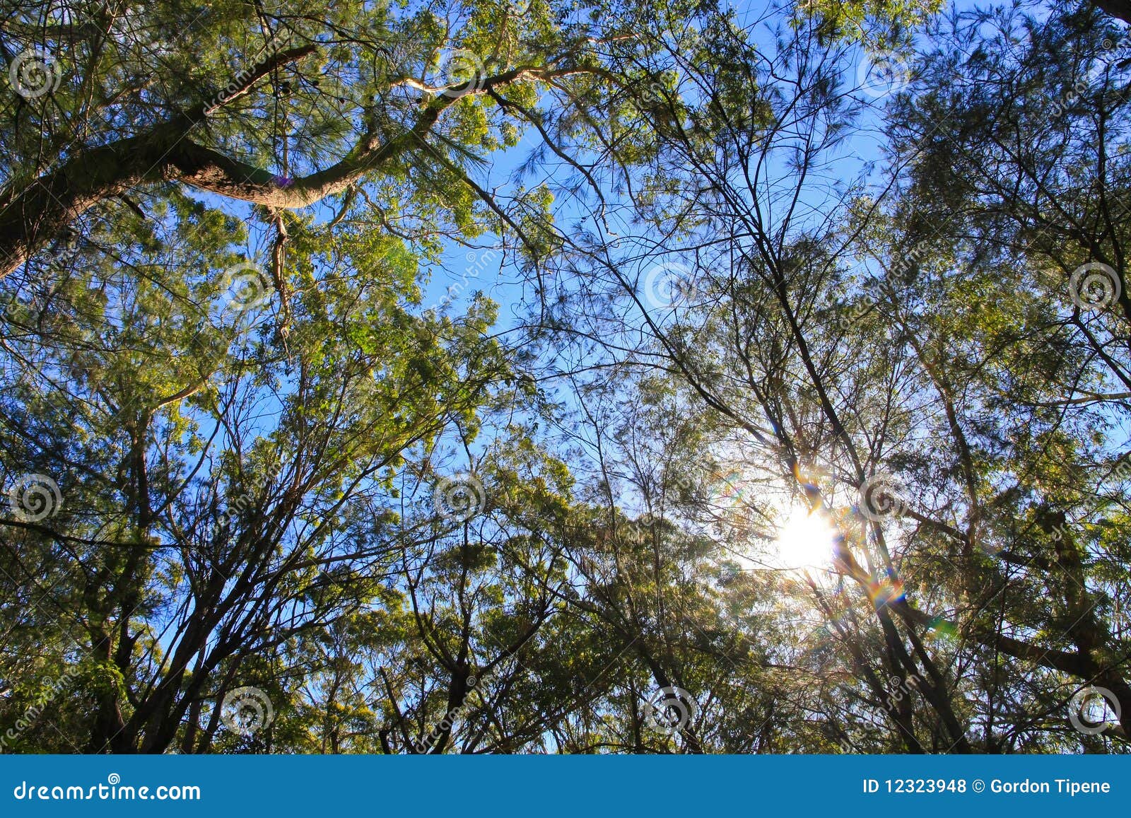 Sun Shines through Tree Tops of Australian Bush. Stock Photo - Image of ...