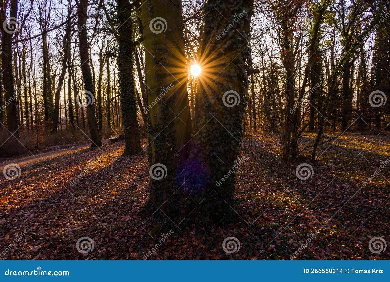 Trees and sun stock photo. Image of forest, background - 266550314