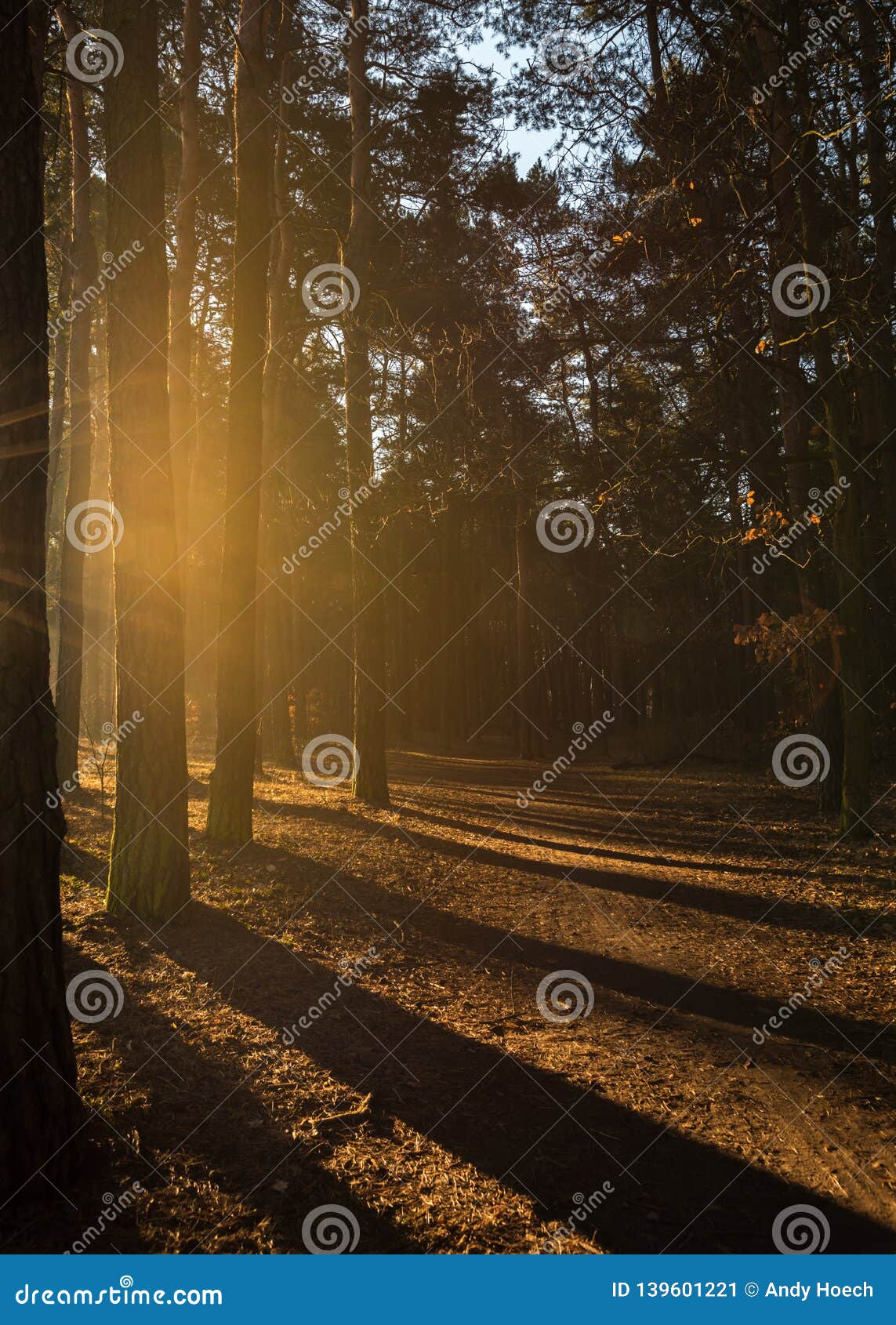 The Sun Shines between the Trees on the Bottom of the Ground Stock ...
