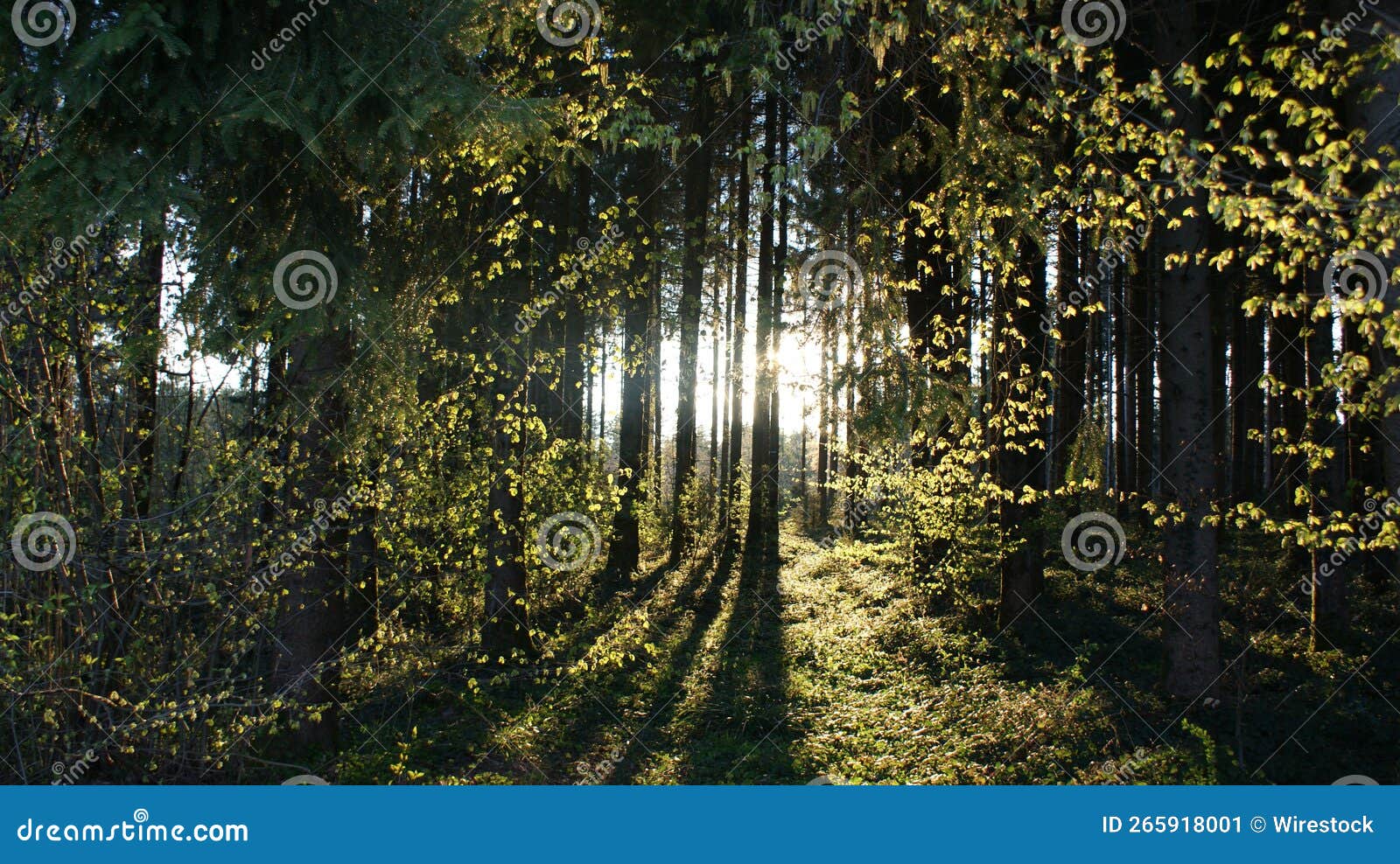Sun shines between trees stock image. Image of evening - 265918001
