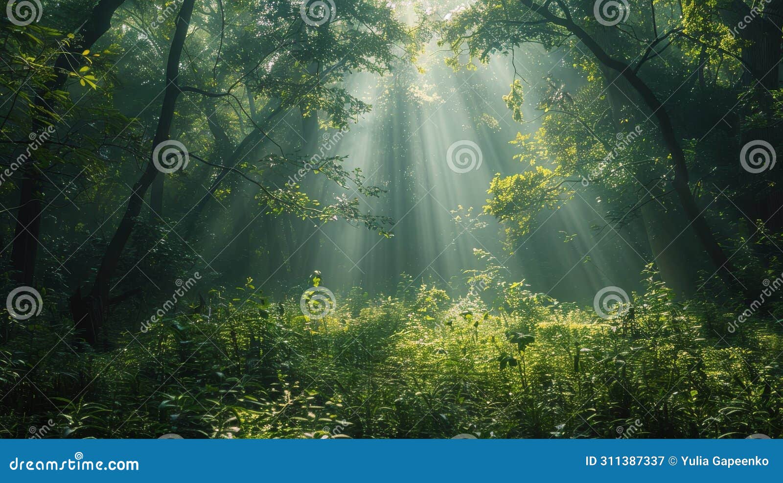 Sun Shines through Trees in Green Forest Stock Image - Image of sunny ...