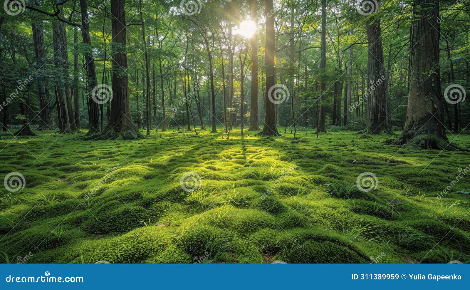 Sun Shines through Trees in Green Forest Stock Image - Image of ...