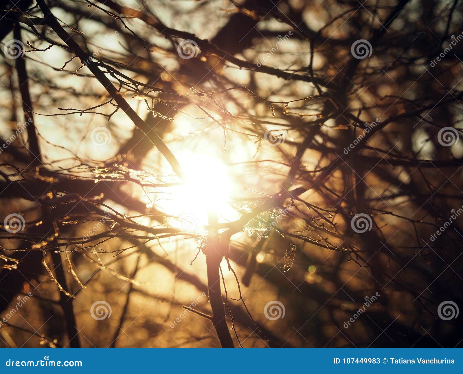 Sun Shines through Trees. Light Goes through Branches with No Leaves ...