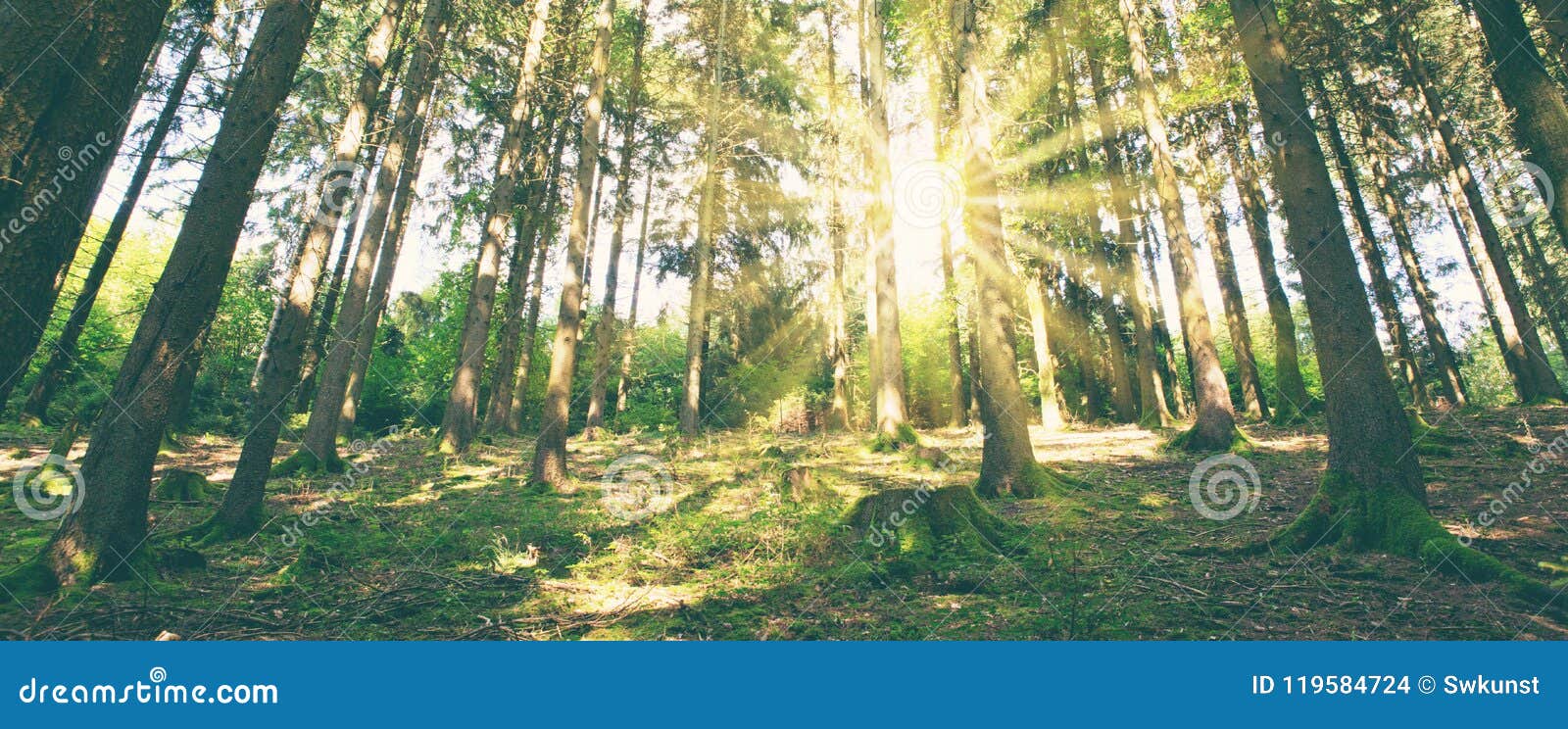 Sun Shines through the Trees in the Pine Forest. Stock Photo - Image of ...