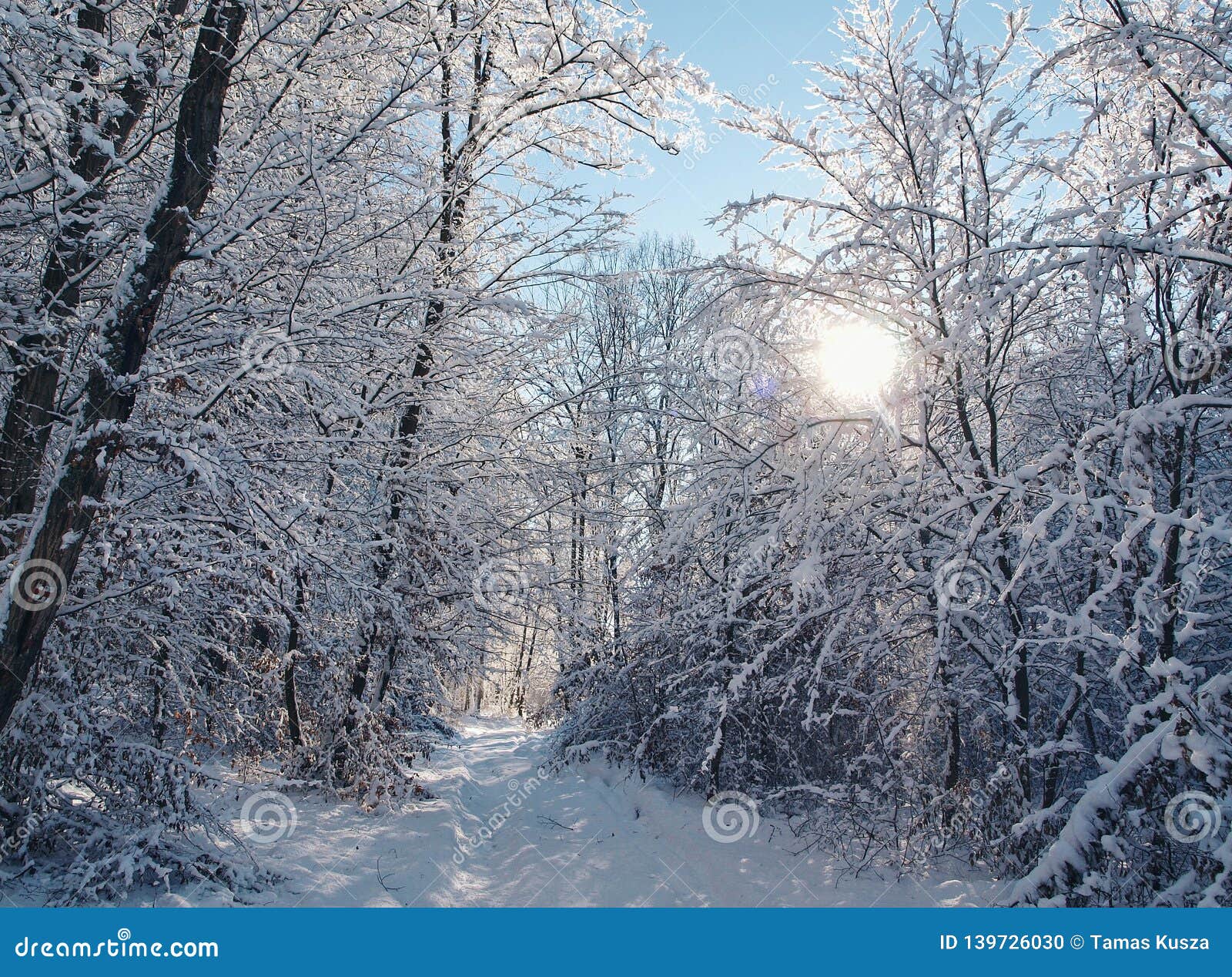 The Sun Shines through the Trees Stock Photo - Image of coold, snow ...