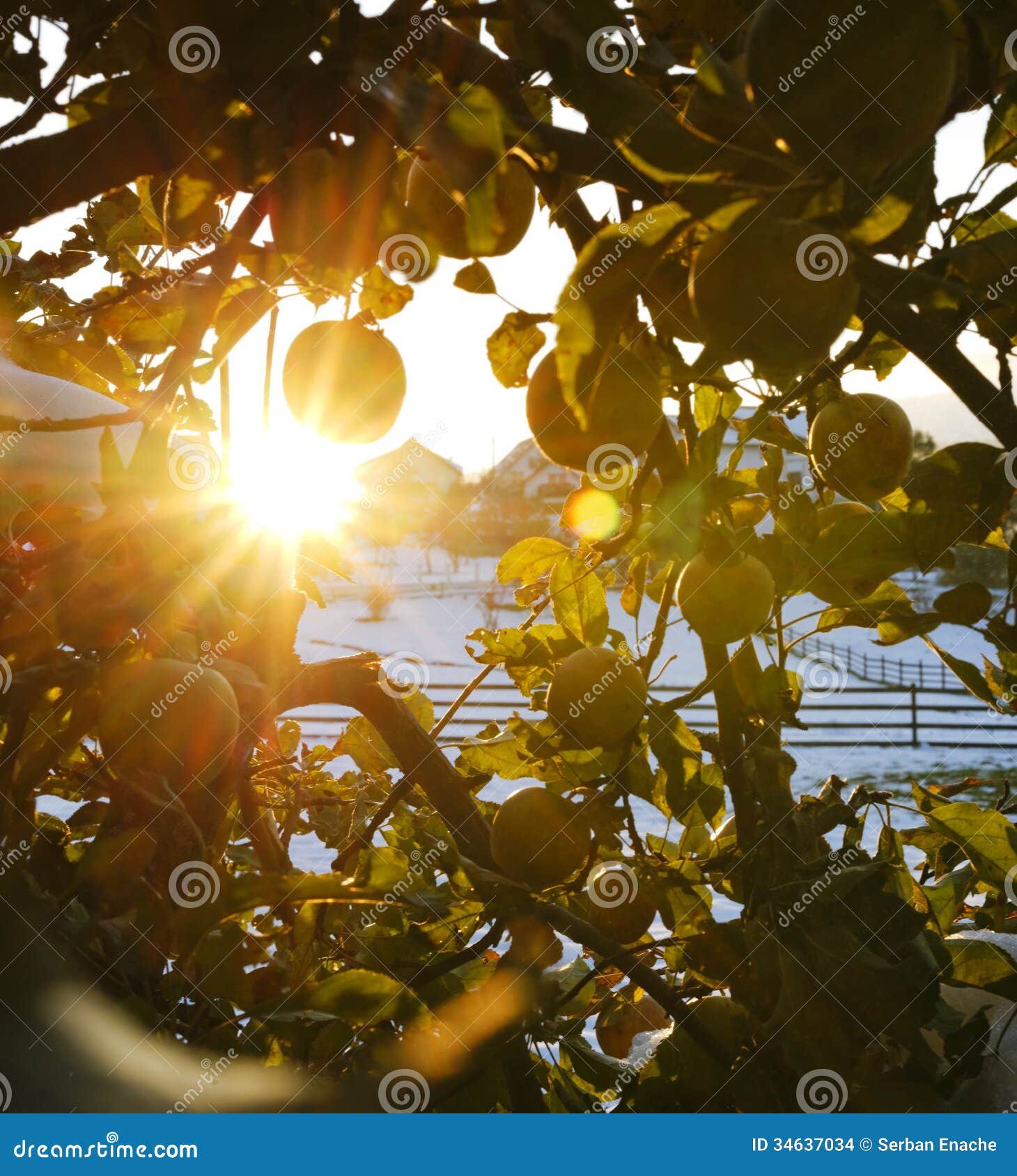 Sun Shining through Apple Tree Stock Photo - Image of branches ...