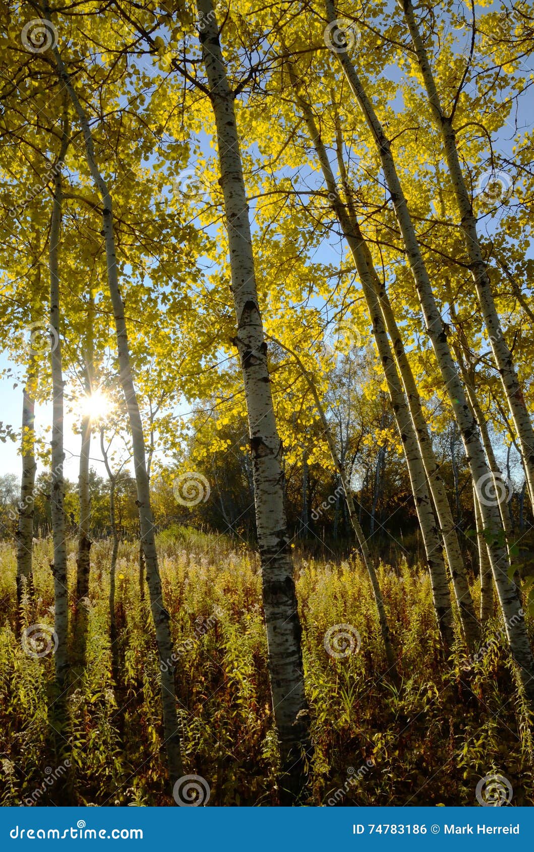 The Sun Shining through Aspen Trees in the Fall Stock Photo - Image of ...