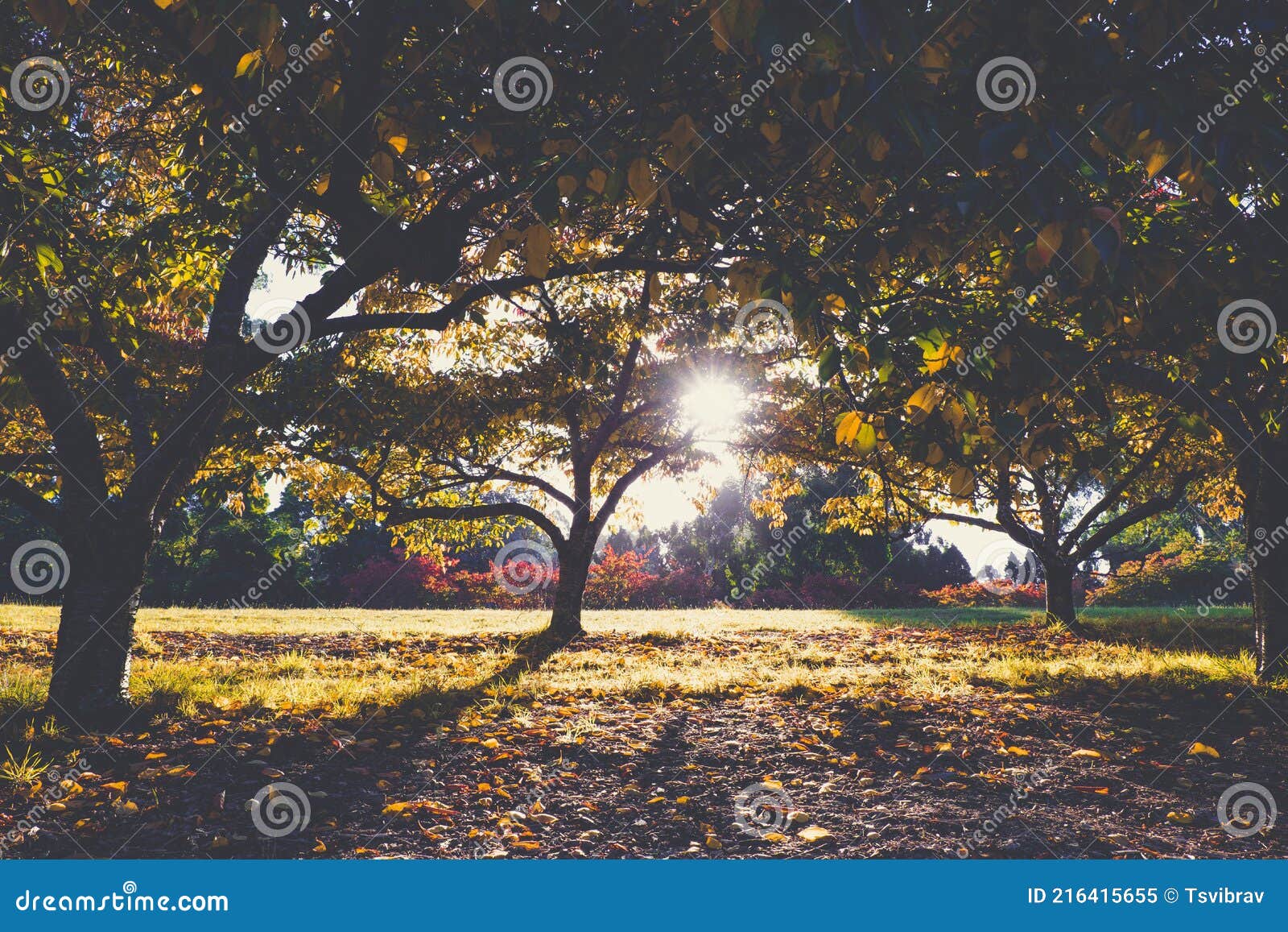 Sun Shining through Autumn Tree Branches at Sunset. Stock Image - Image ...