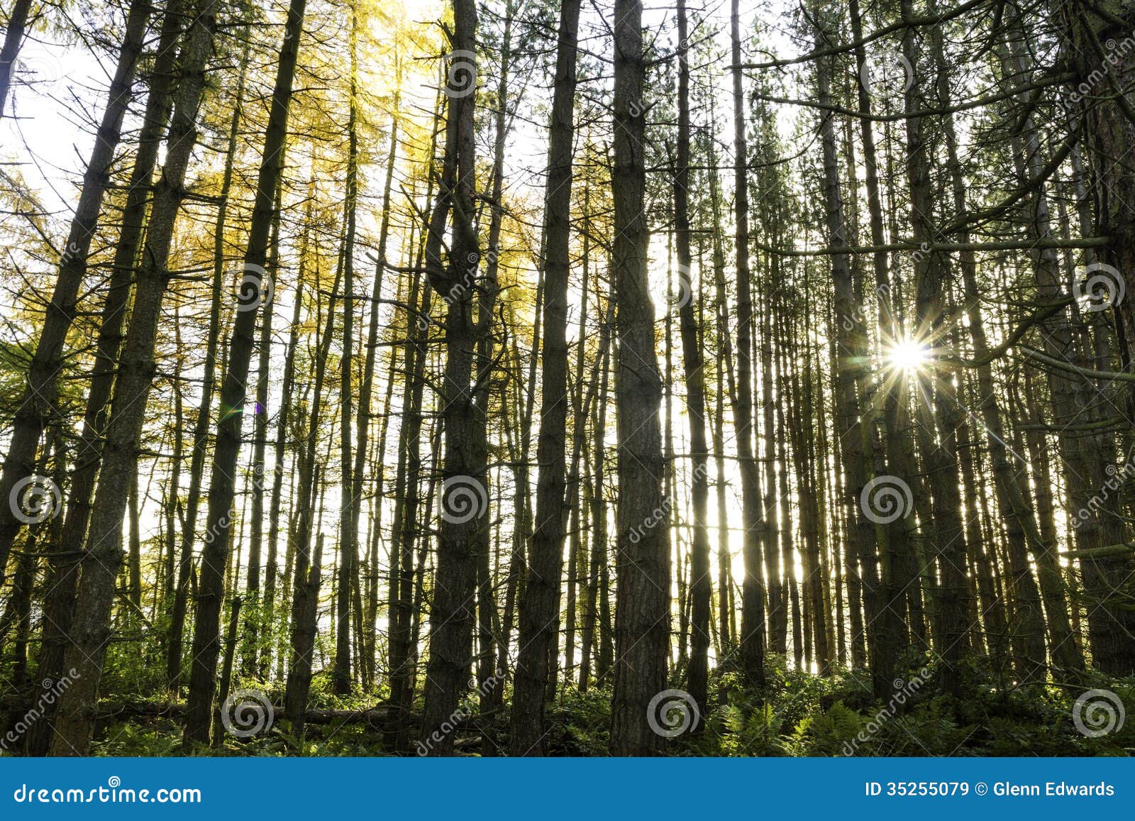 Sun Shining through the Autumn Trees Stock Image - Image of forna ...