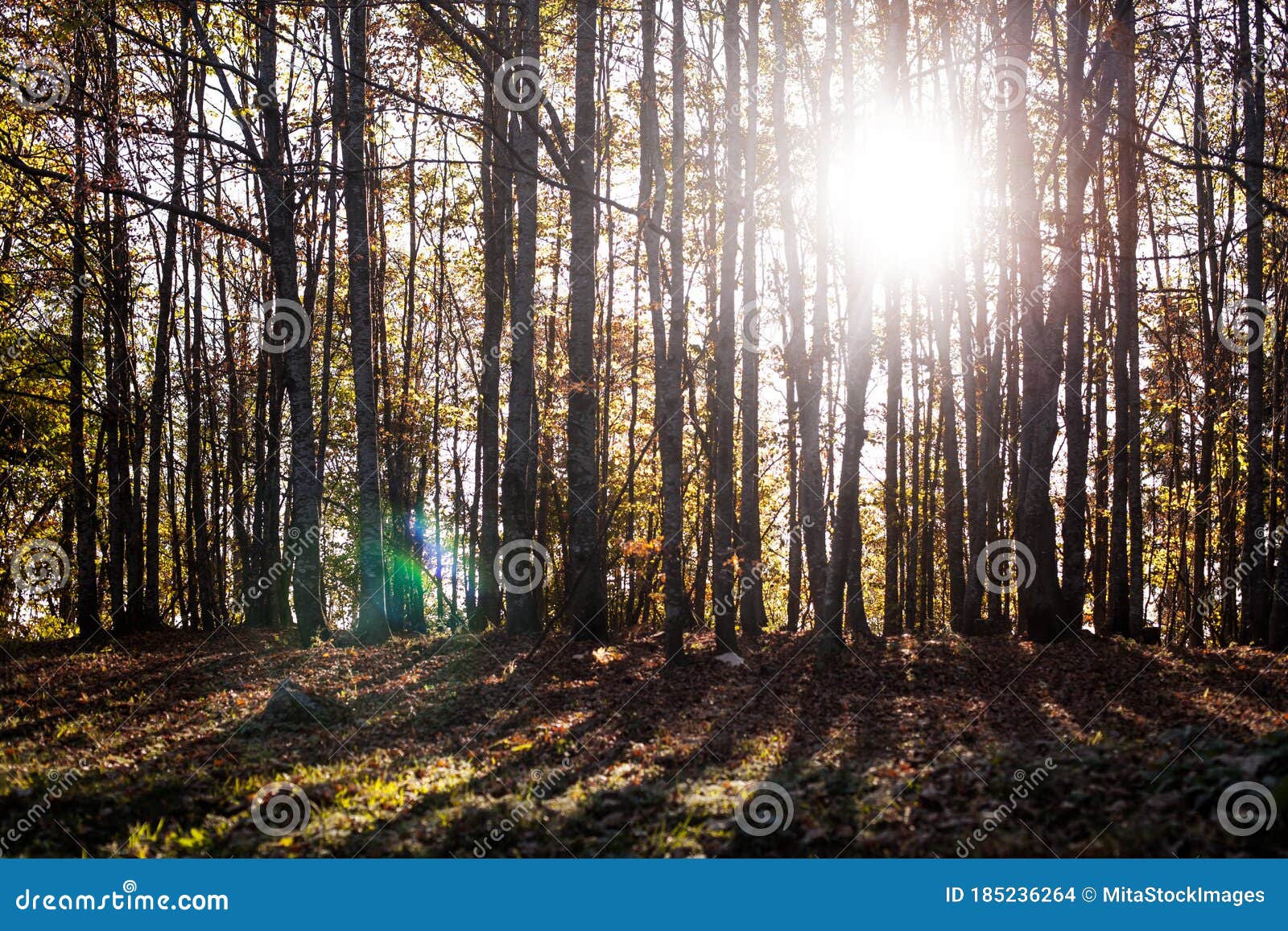 Sun Shining through Autumn Trees Stock Photo - Image of autumn, season ...