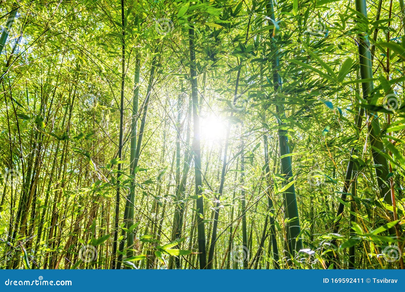 Sun Shining through Bamboo Trees. Stock Image - Image of beautiful ...
