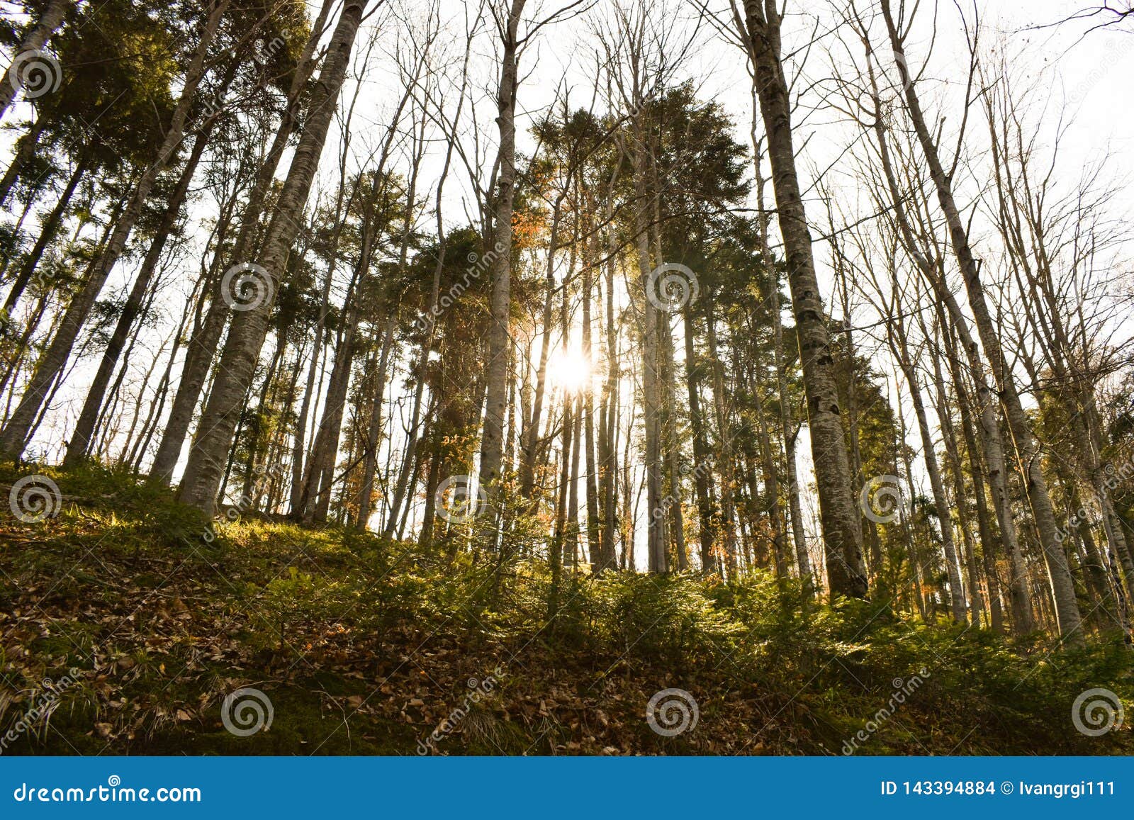 Sun Shining through Beautiful Deciduous Forest during Early Spring ...